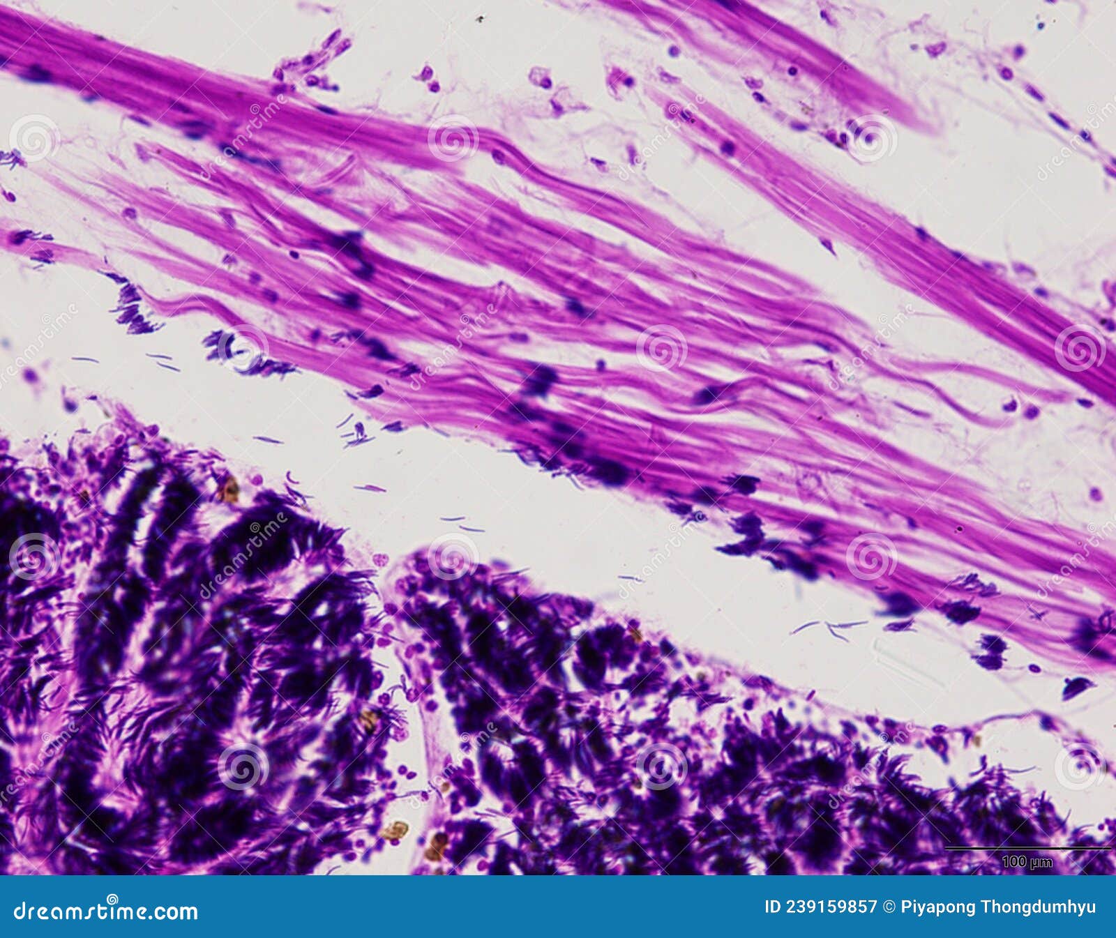 Animal Tissue Samples Under the Microscope. Stock Image - Image of ...