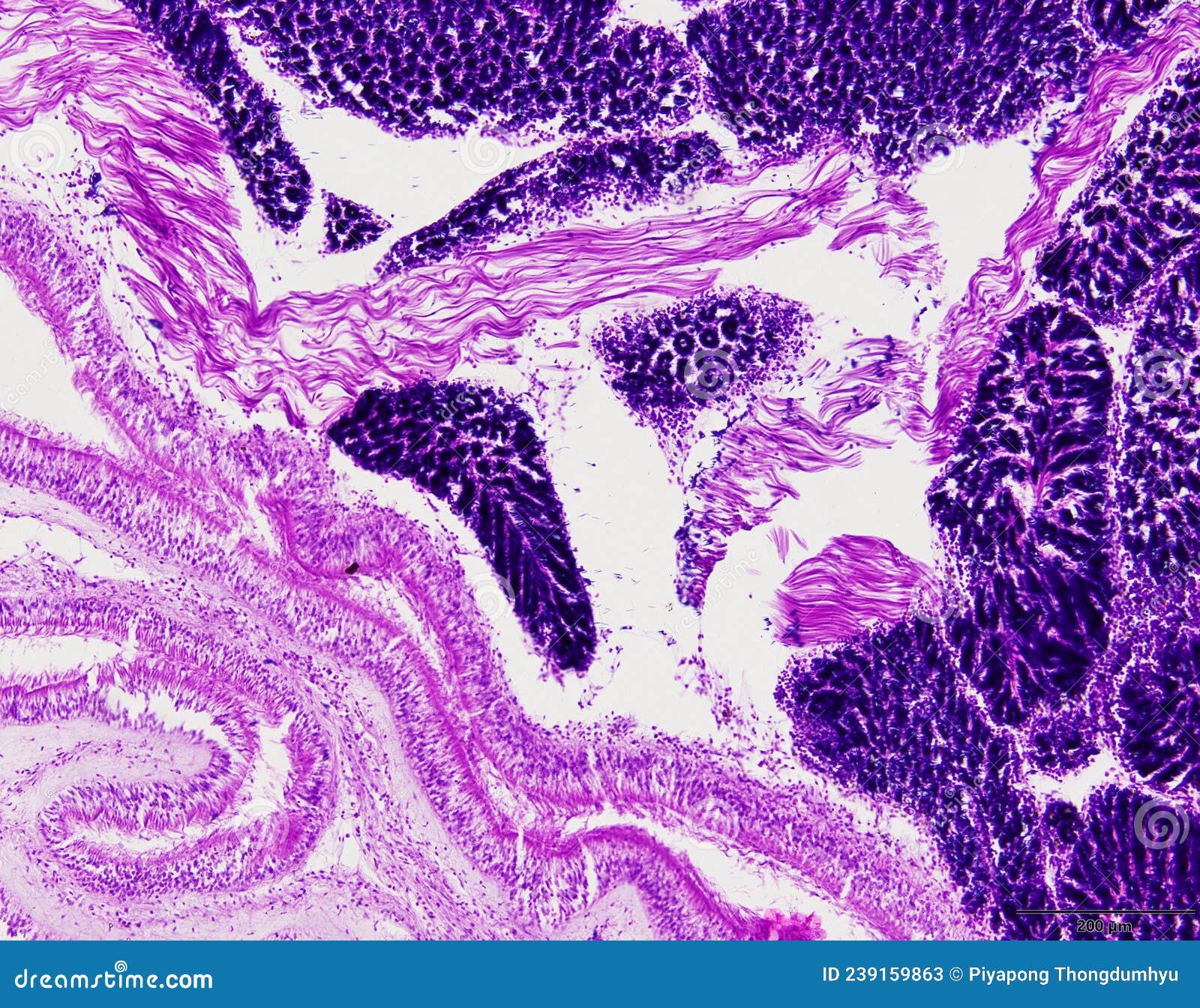 Animal Tissue Samples Under the Microscope. Stock Image - Image of ...