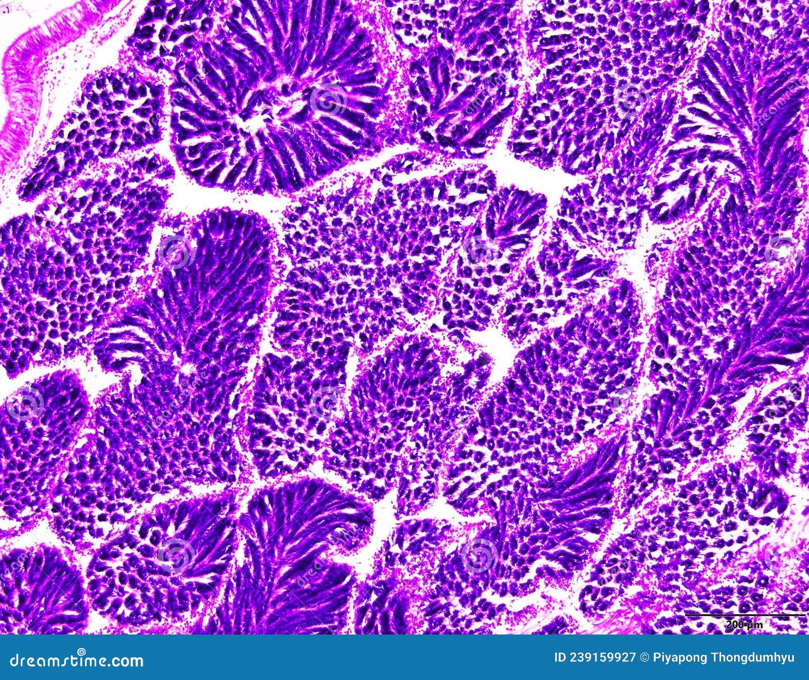 Animal Tissue Samples Under the Microscope. Stock Image - Image of ...