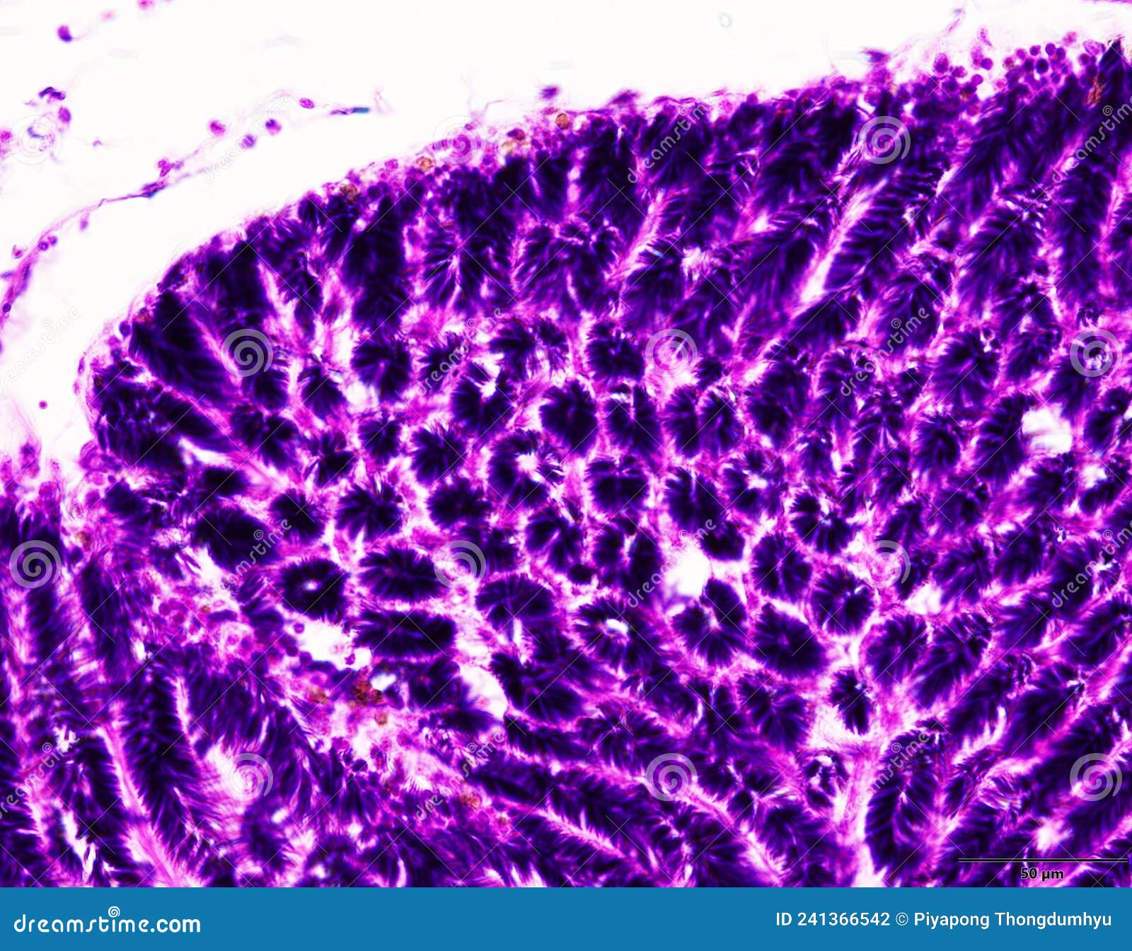 Animal Tissue Samples Under the Microscope. Stock Photo - Image of ...