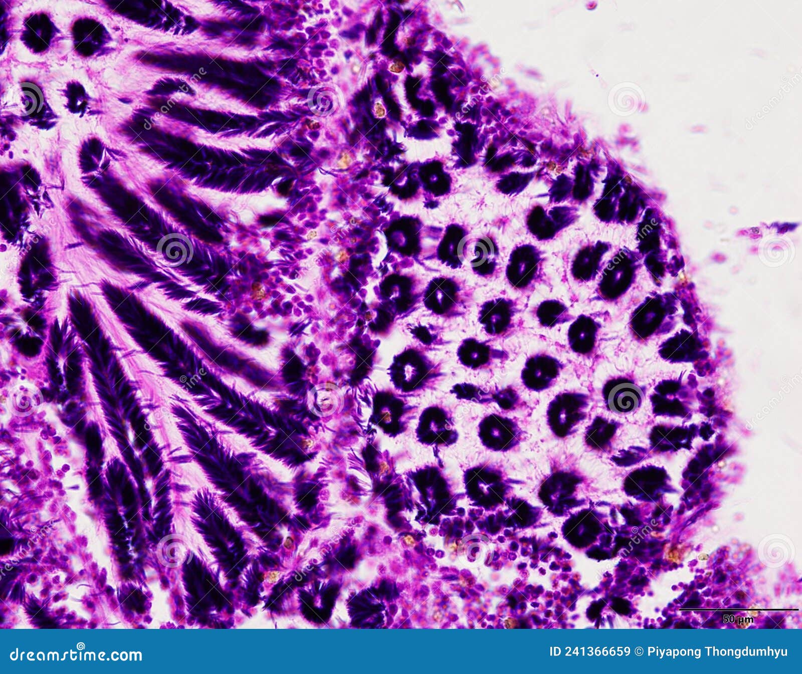 Animal Tissue Samples Under the Microscope. Stock Image - Image of ...