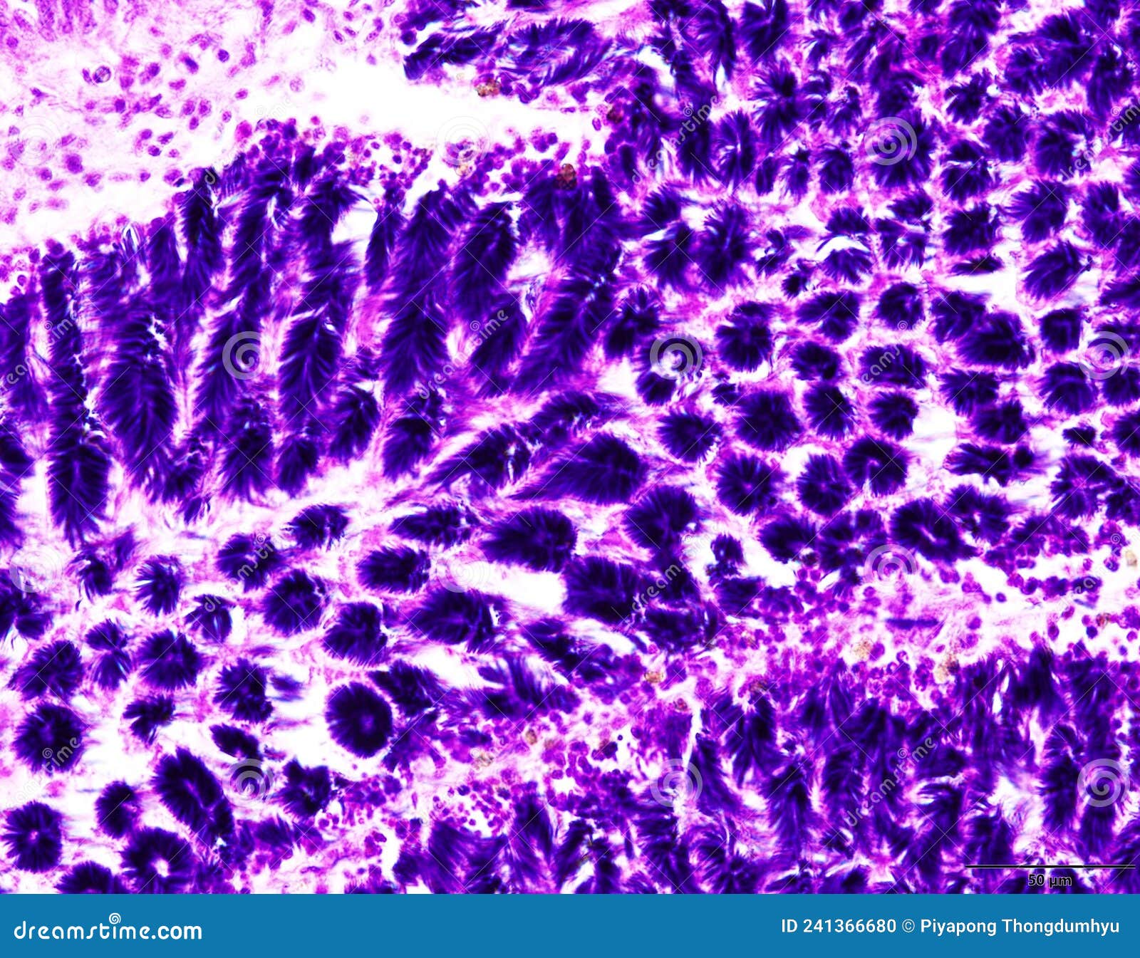 Animal Tissue Samples Under the Microscope. Stock Photo - Image of ...