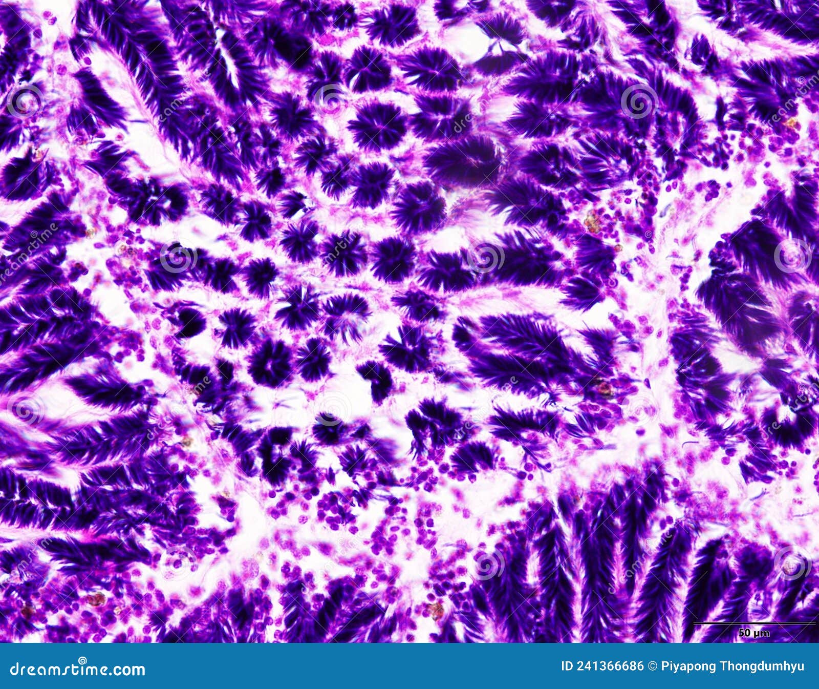 Animal Tissue Samples Under the Microscope. Stock Photo - Image of ...