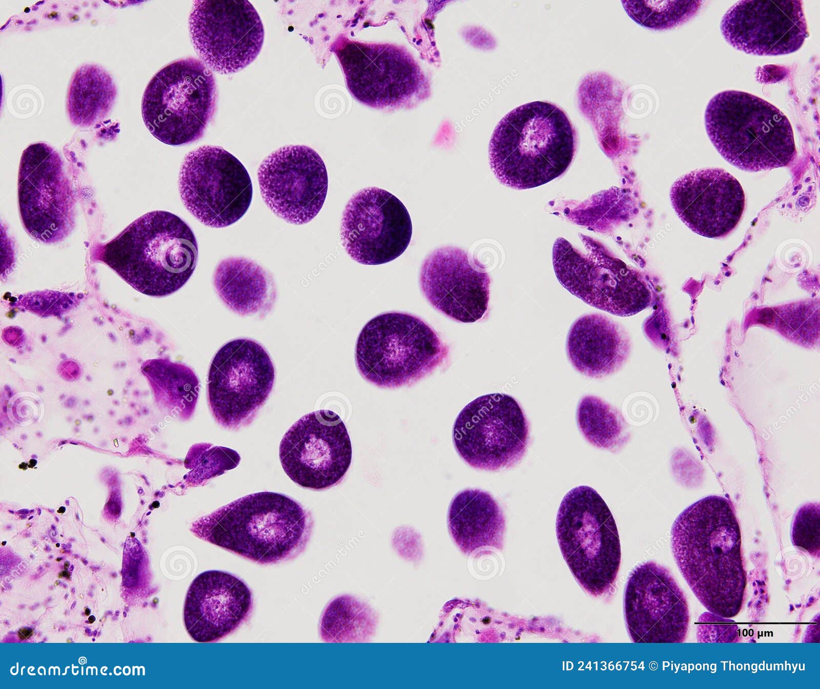 Animal Tissue Samples Under the Microscope. Stock Photo - Image of ...