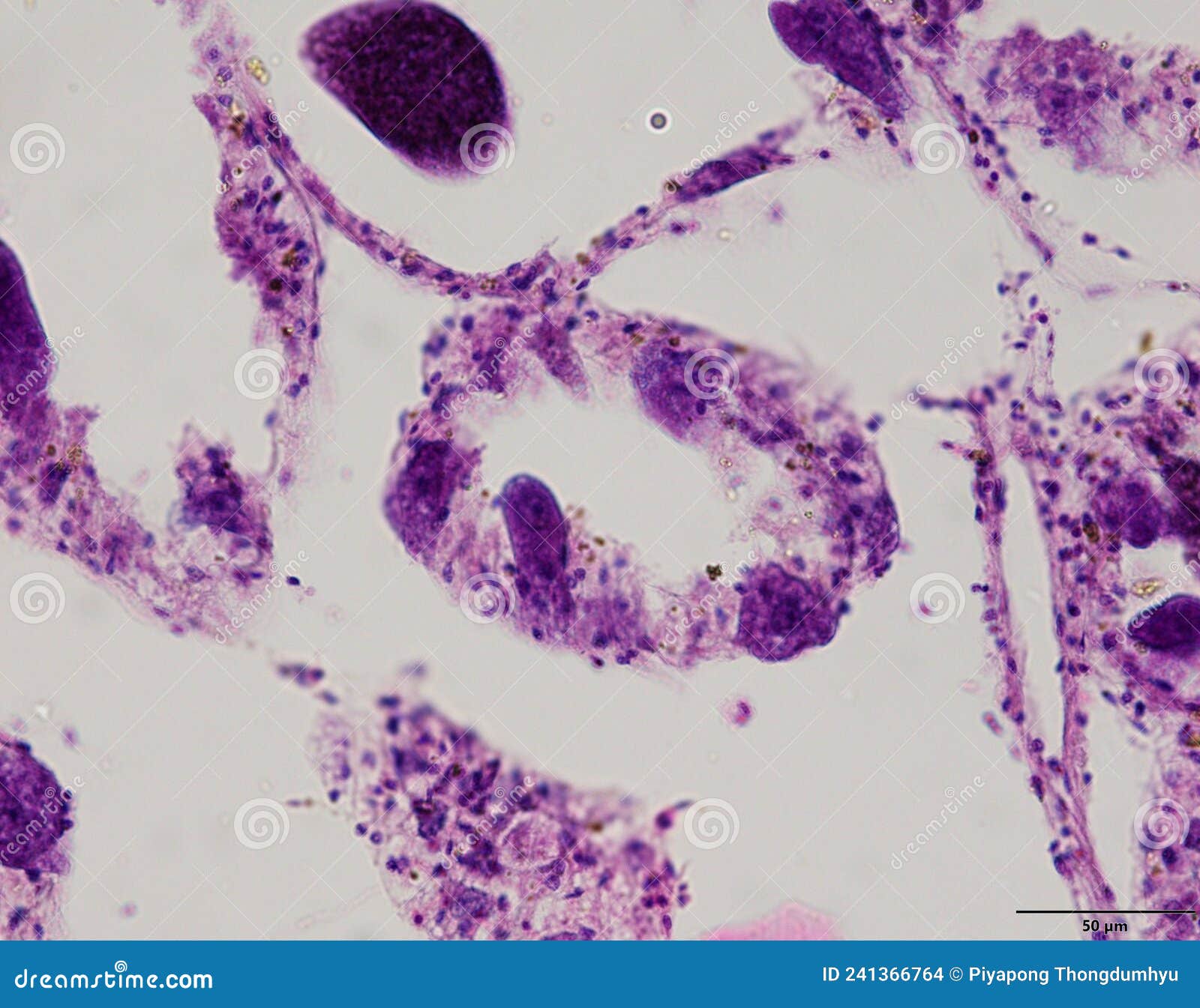 Animal Tissue Samples Under the Microscope. Stock Photo - Image of ...