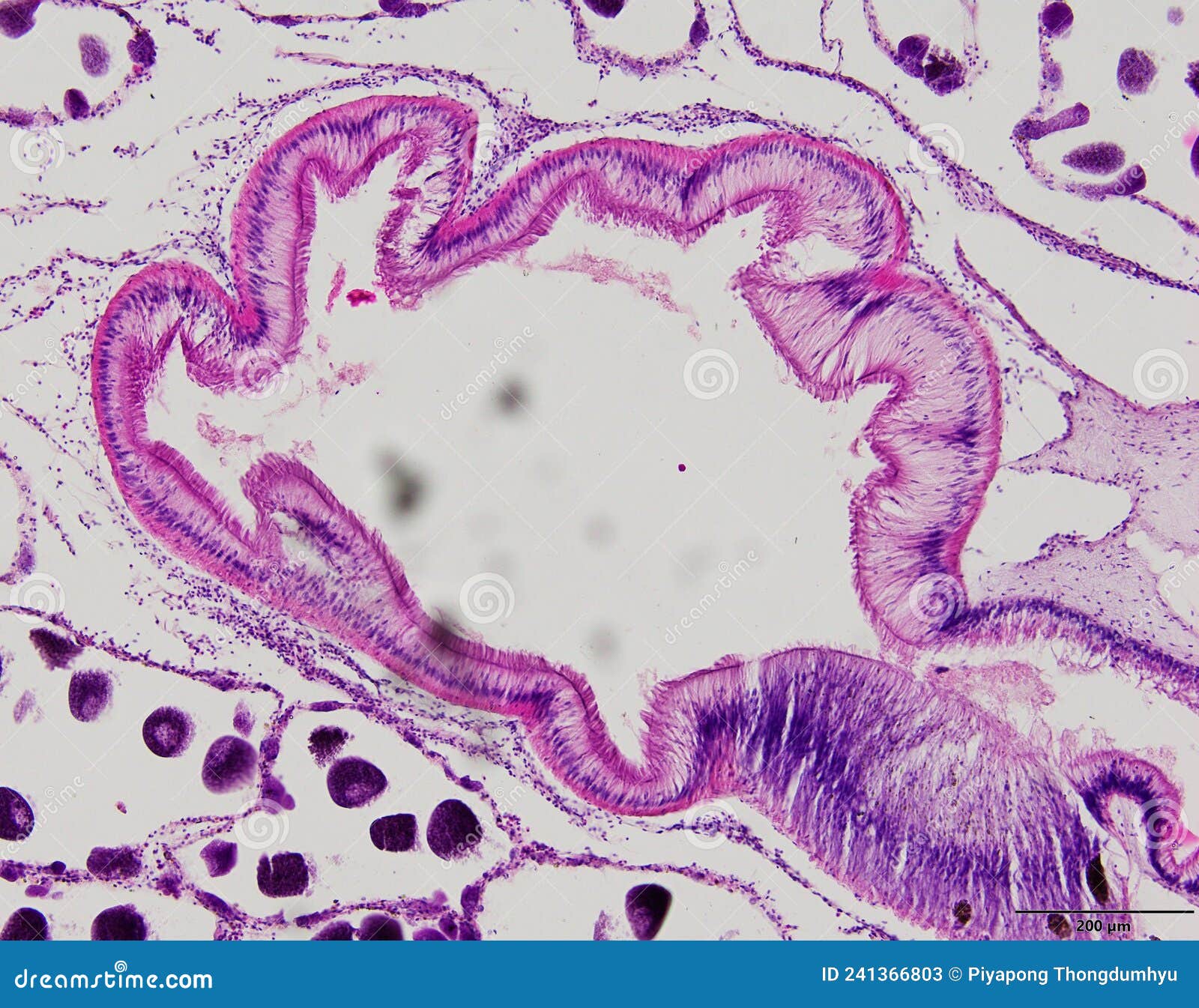 Animal Tissue Samples Under the Microscope. Stock Image - Image of ...