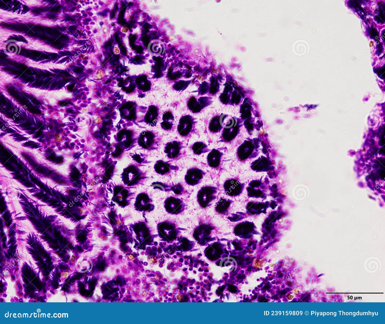 Animal Tissue Samples Under the Microscope. Stock Image - Image of ...