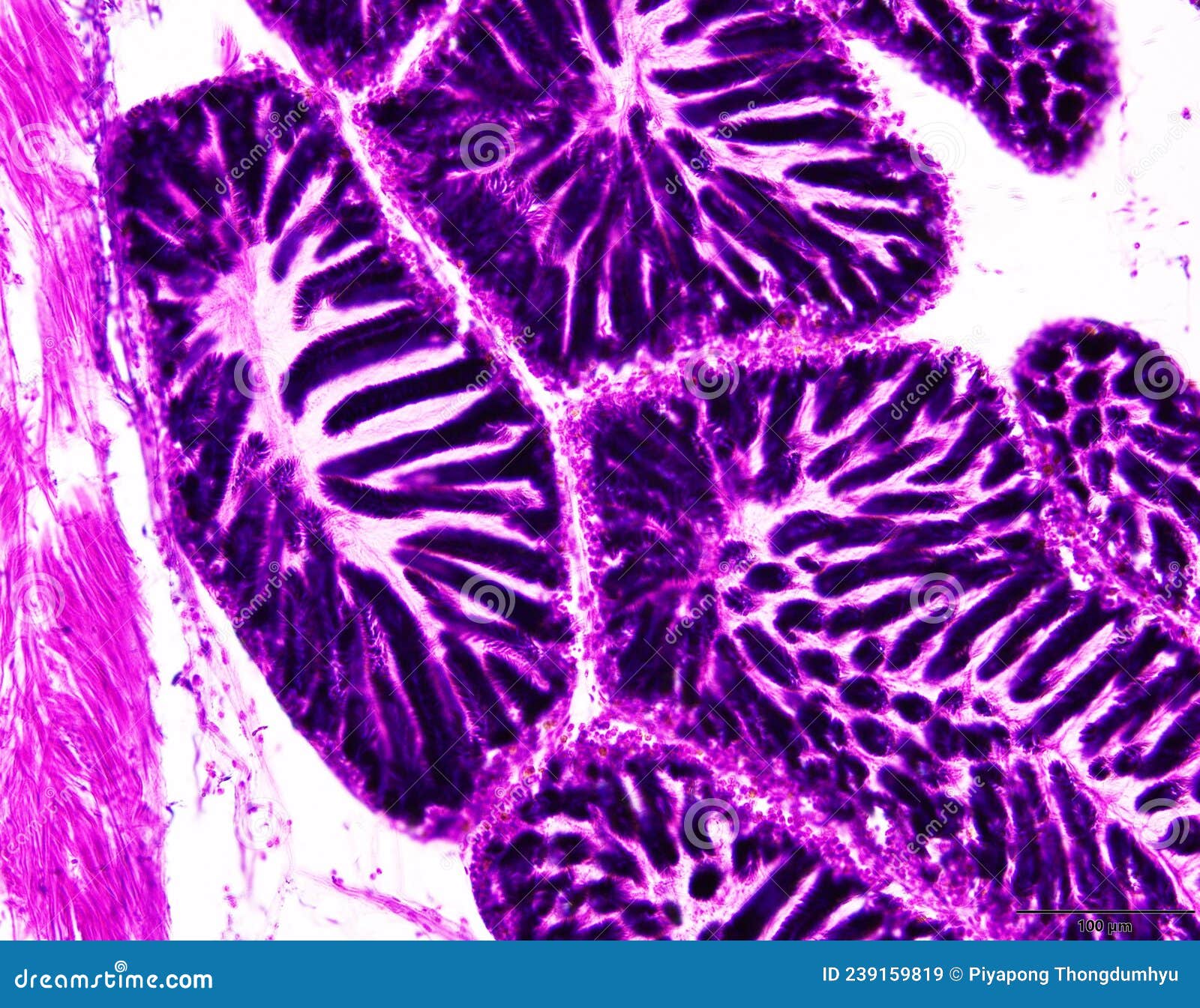 Animal Tissue Samples Under the Microscope. Stock Image - Image of ...