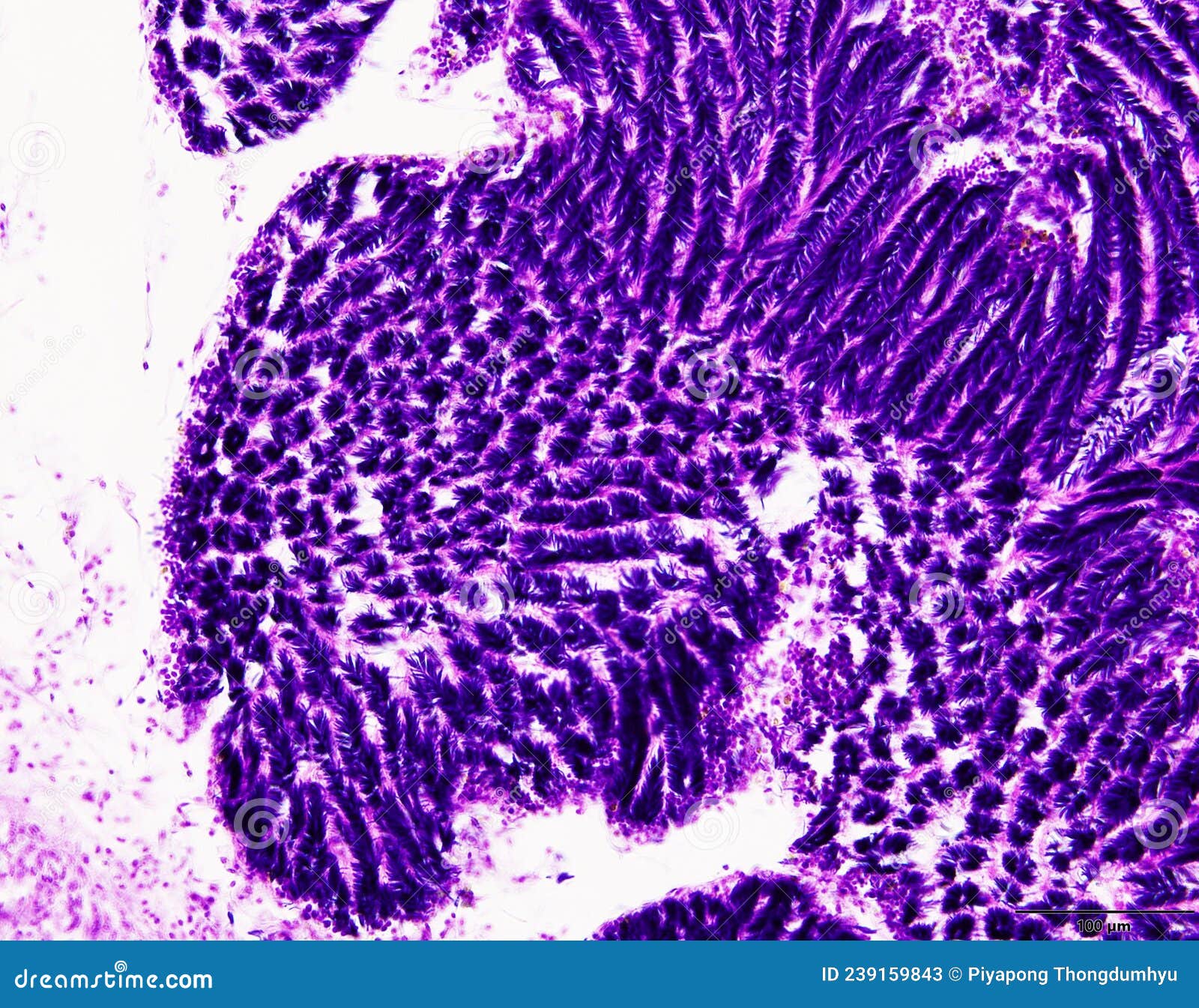 Animal Tissue Samples Under the Microscope. Stock Image - Image of ...