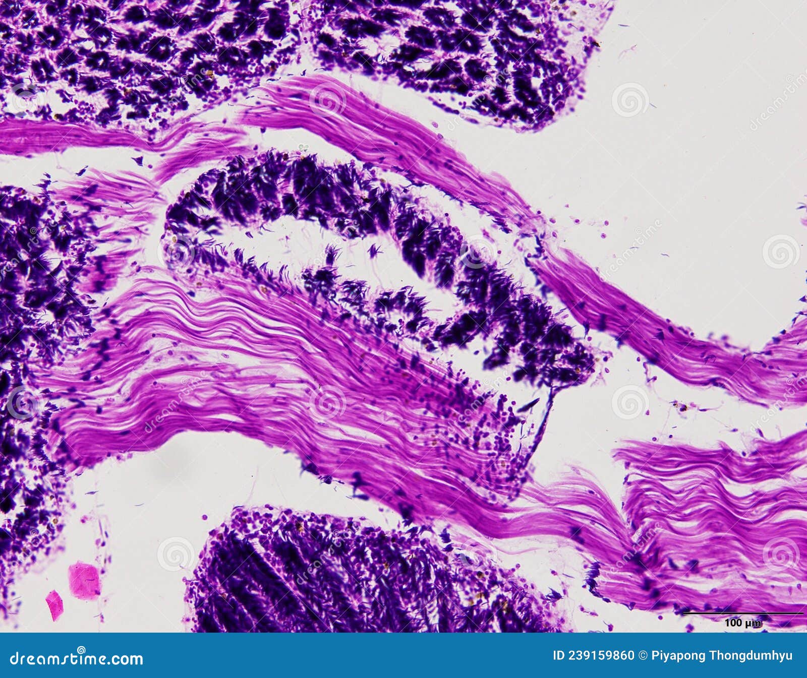Animal Tissue Samples Under the Microscope. Stock Photo - Image of ...