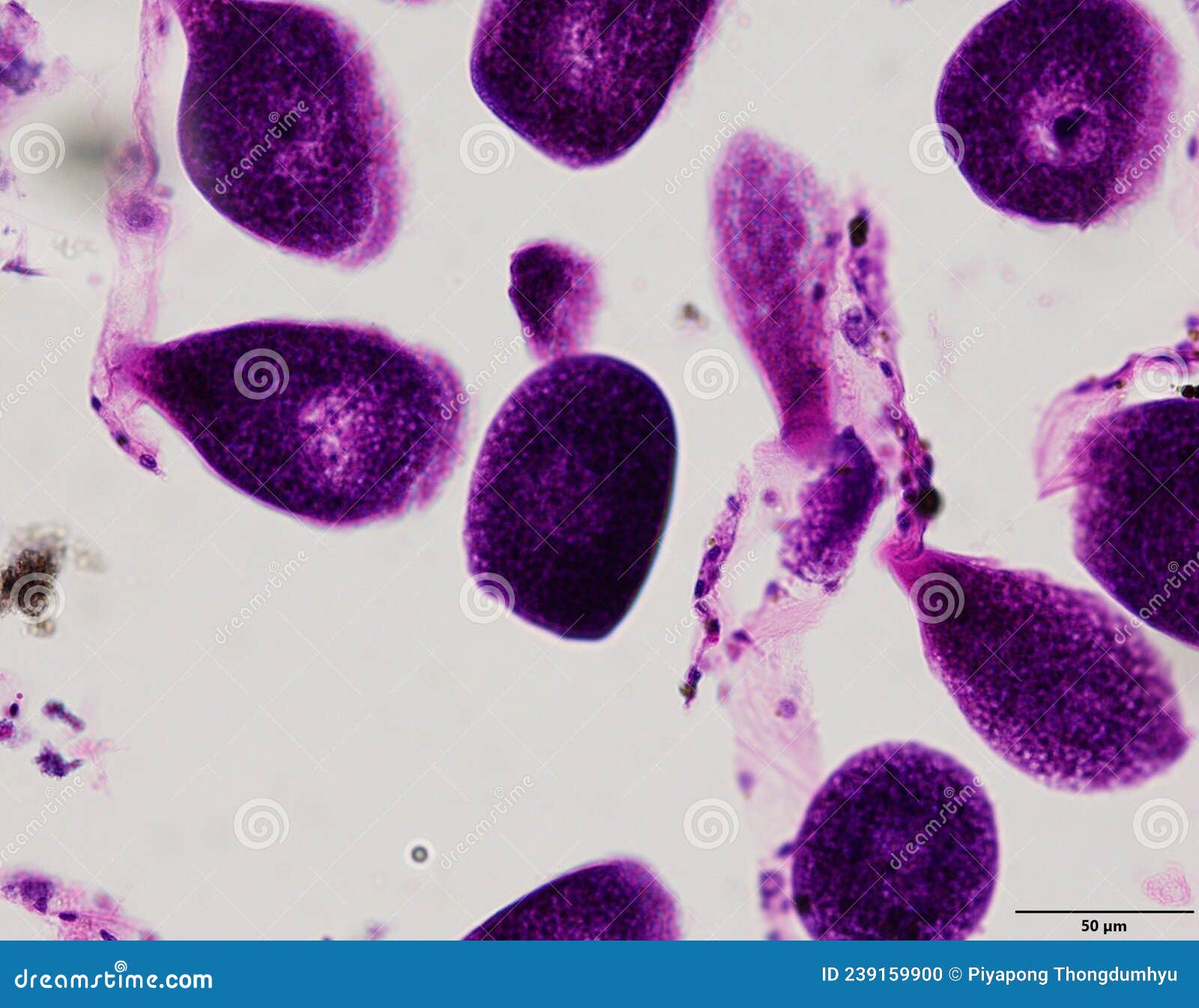 Animal Tissue Samples Under the Microscope. Stock Photo - Image of ...