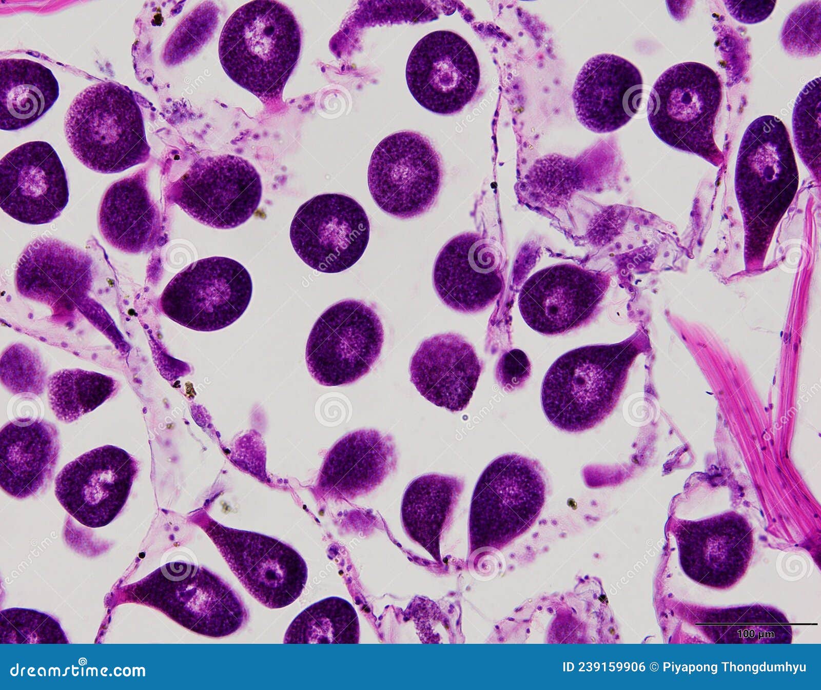 Animal Tissue Samples Under the Microscope. Stock Photo - Image of ...