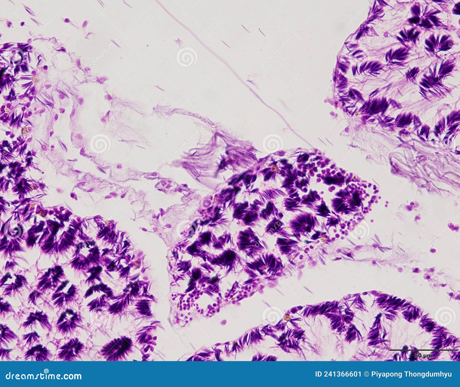 Animal Tissue Samples Under the Microscope. Stock Image - Image of cell ...