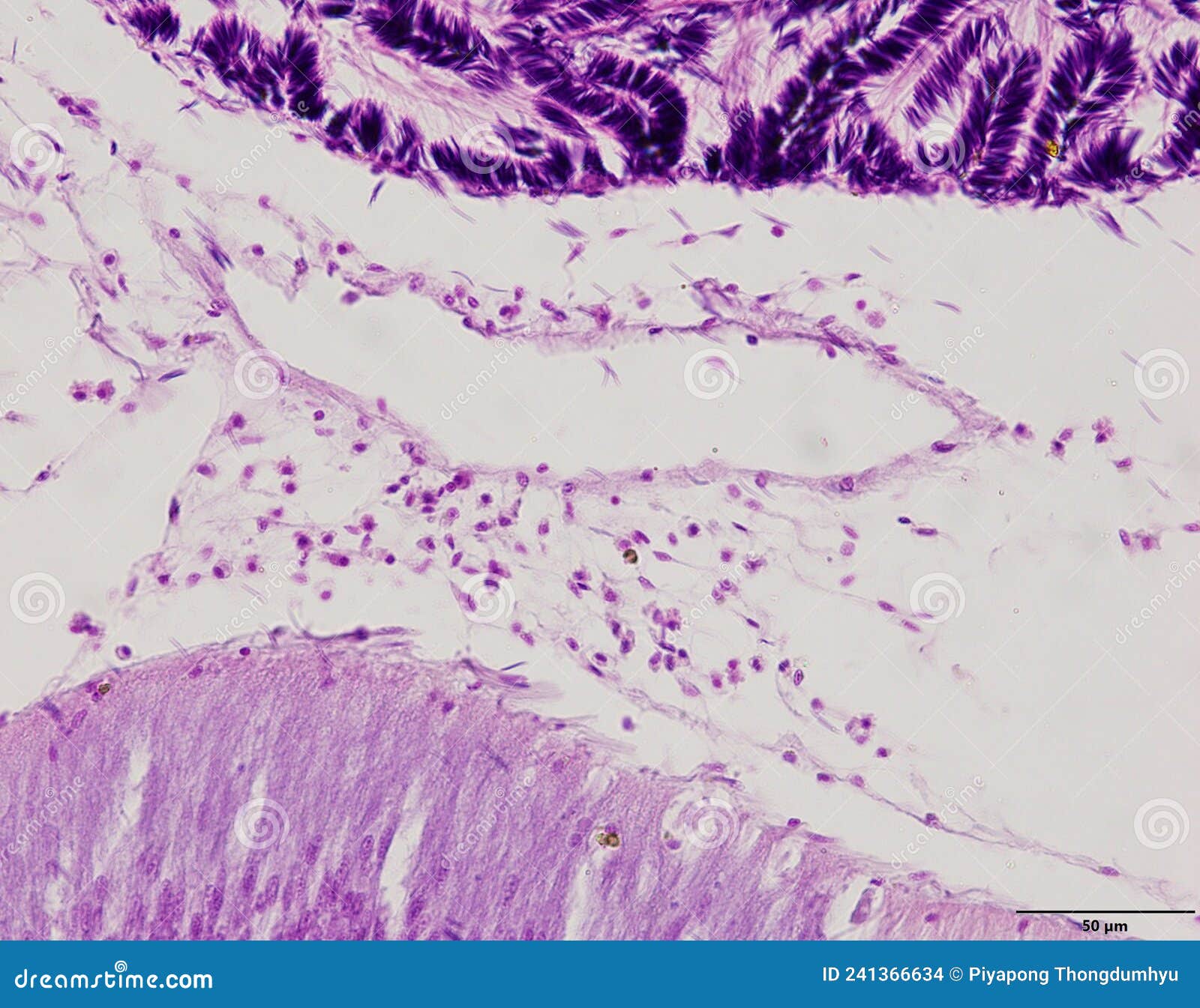 Animal Tissue Samples Under the Microscope. Stock Photo - Image of ...