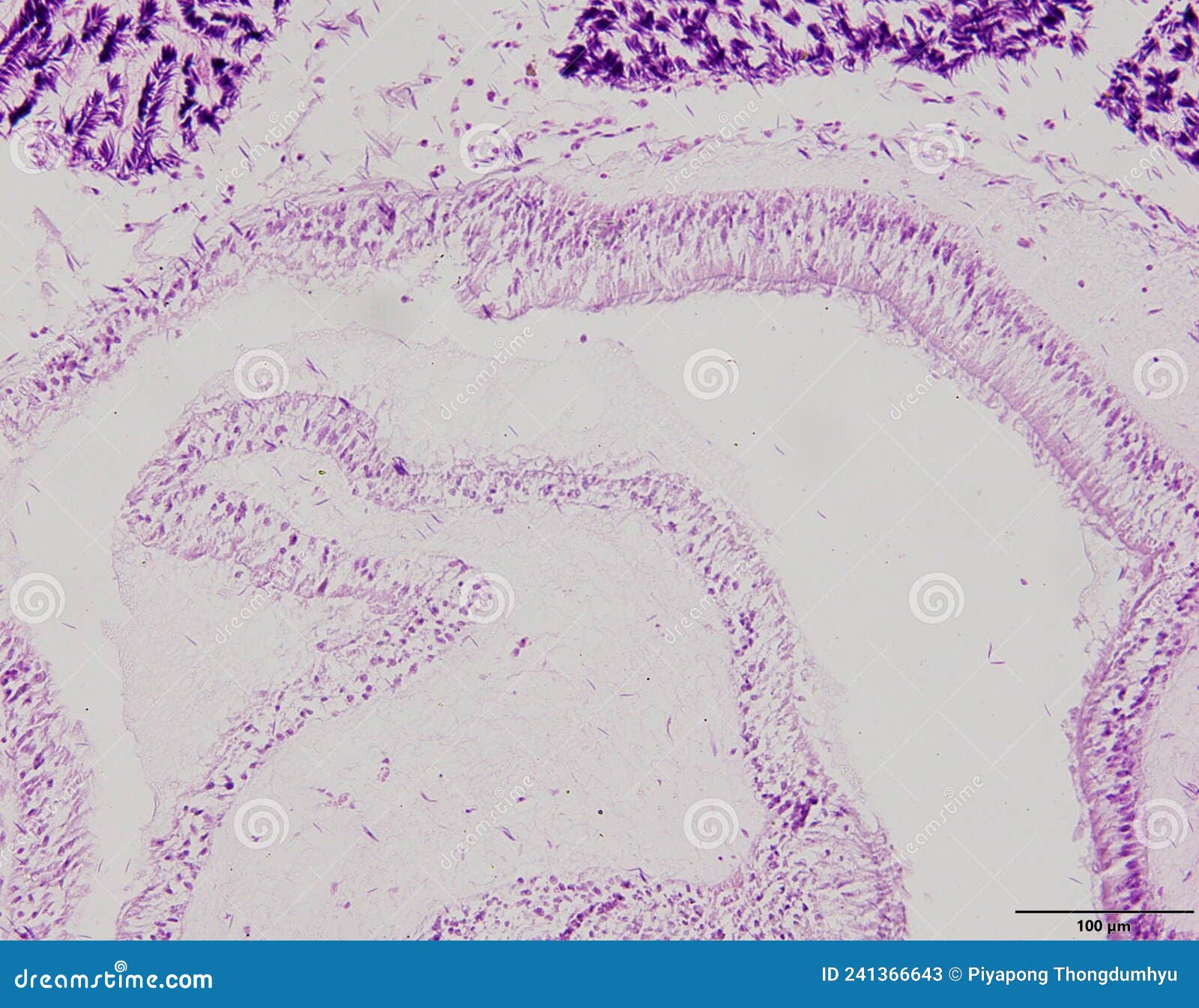 Animal Tissue Samples Under the Microscope. Stock Image - Image of ...