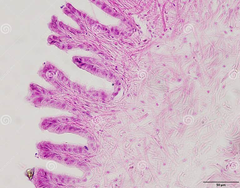 Animal Tissue Samples Under the Microscope. Stock Photo - Image of ...