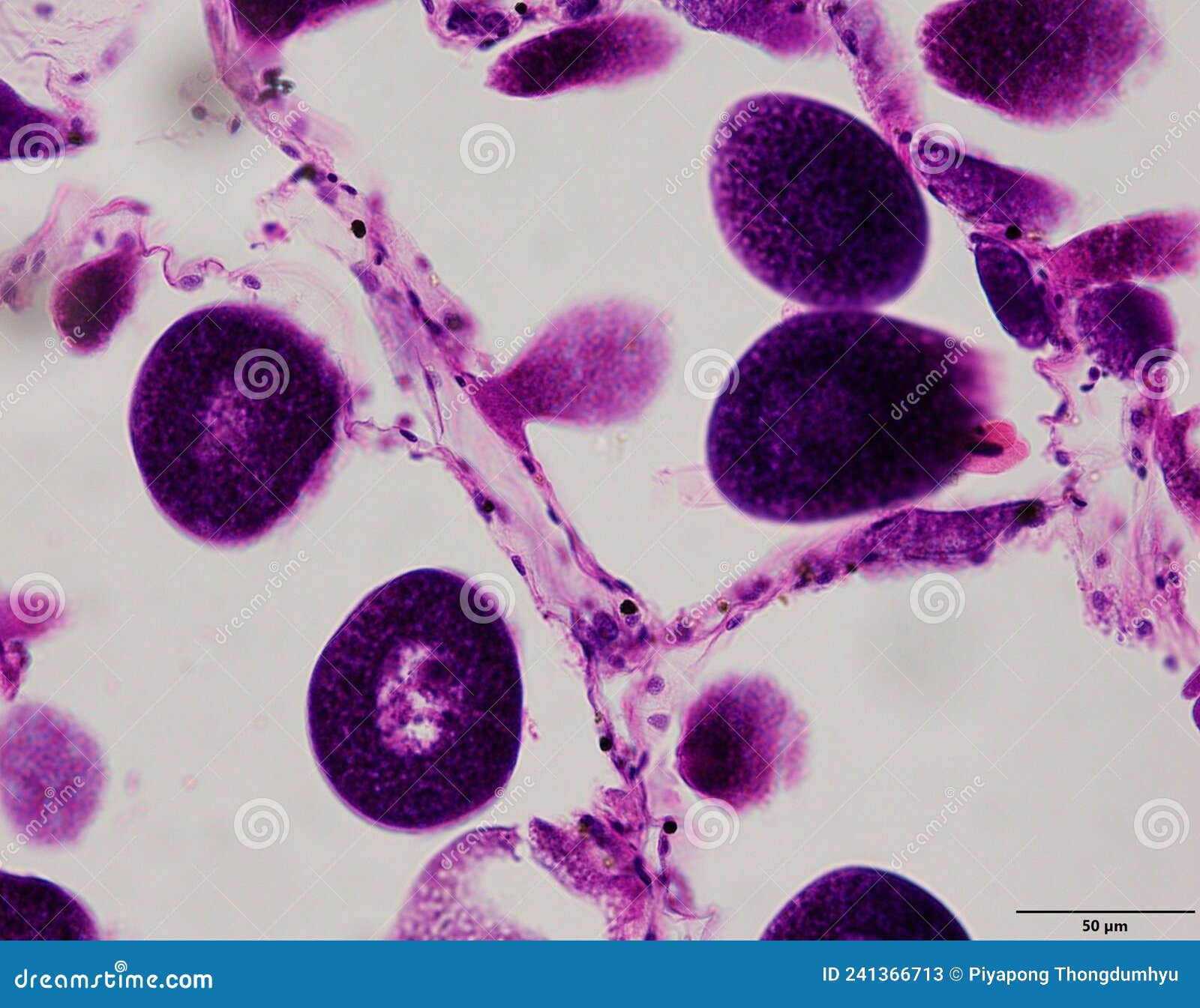 Animal Tissue Samples Under the Microscope. Stock Image - Image of ...