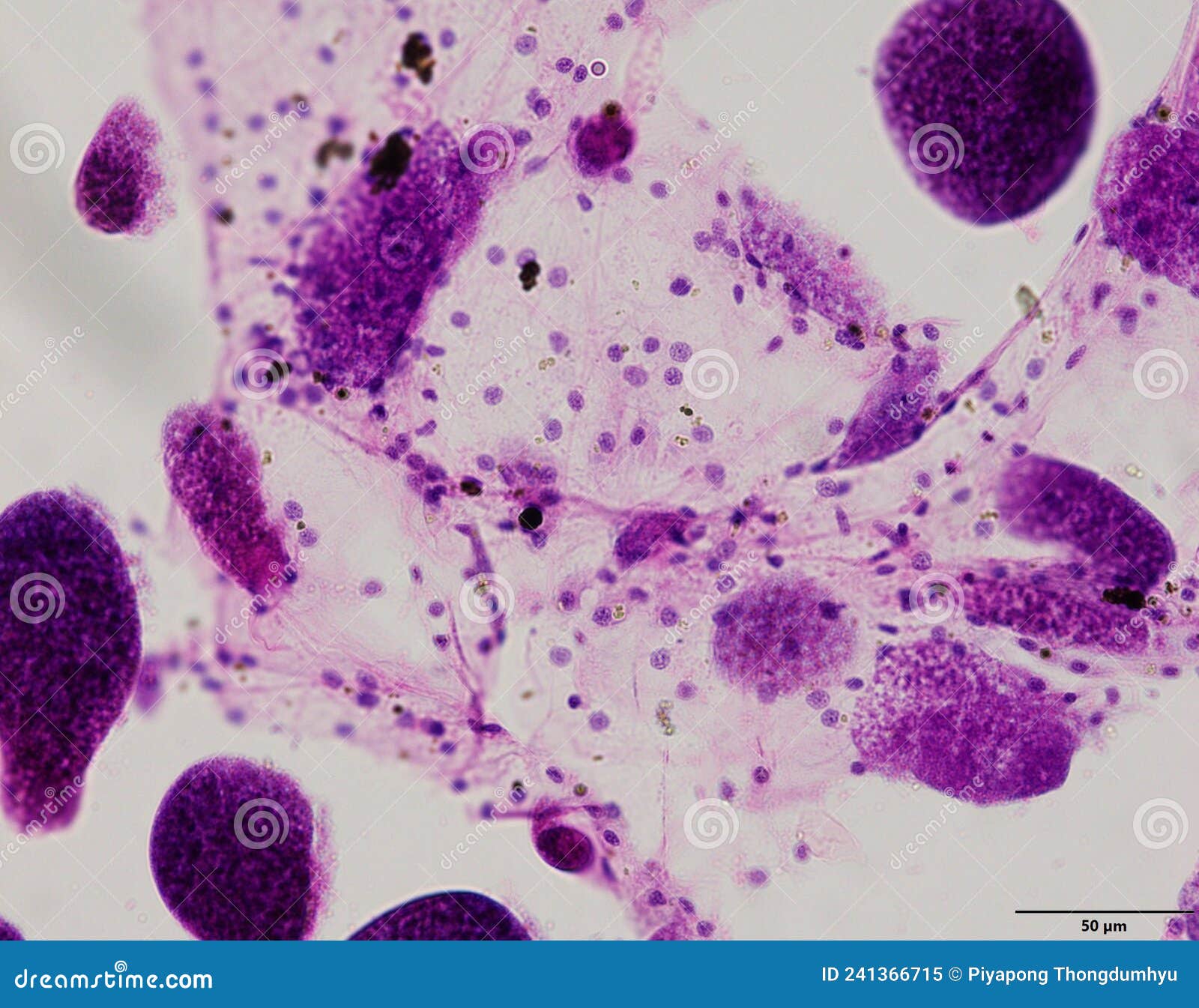 Animal Tissue Samples Under the Microscope. Stock Image - Image of ...