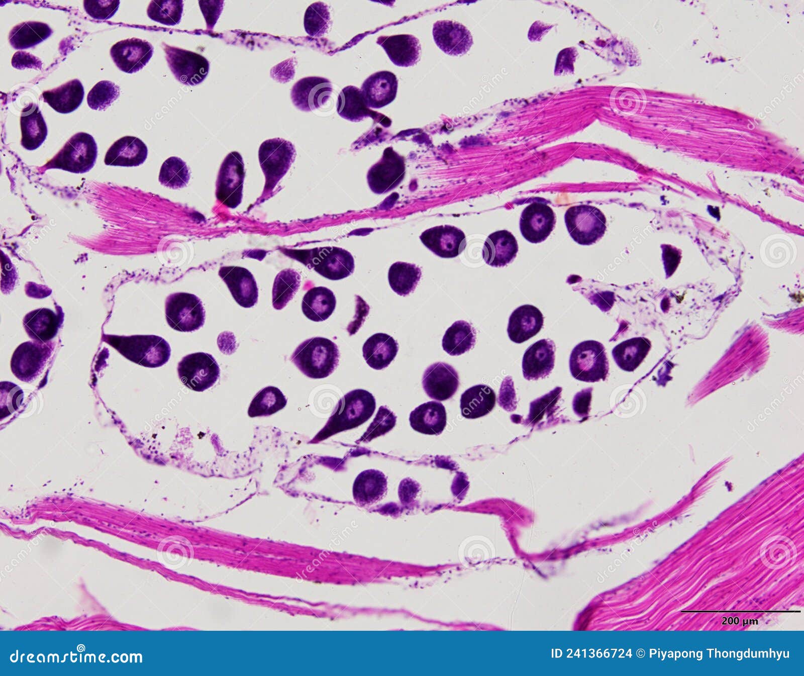 Animal Tissue Samples Under the Microscope. Stock Photo - Image of ...