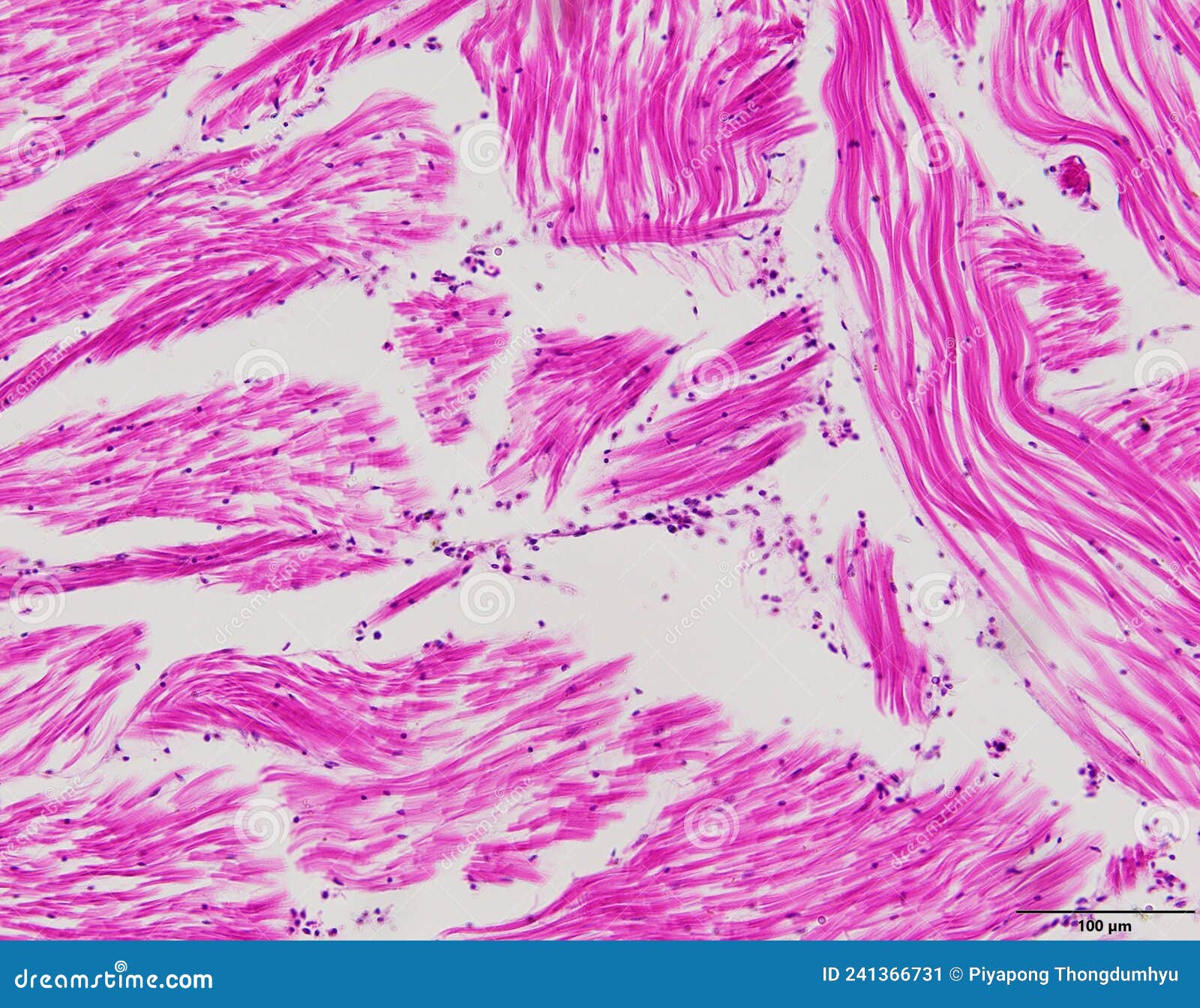 Animal Tissue Samples Under the Microscope. Stock Image - Image of ...