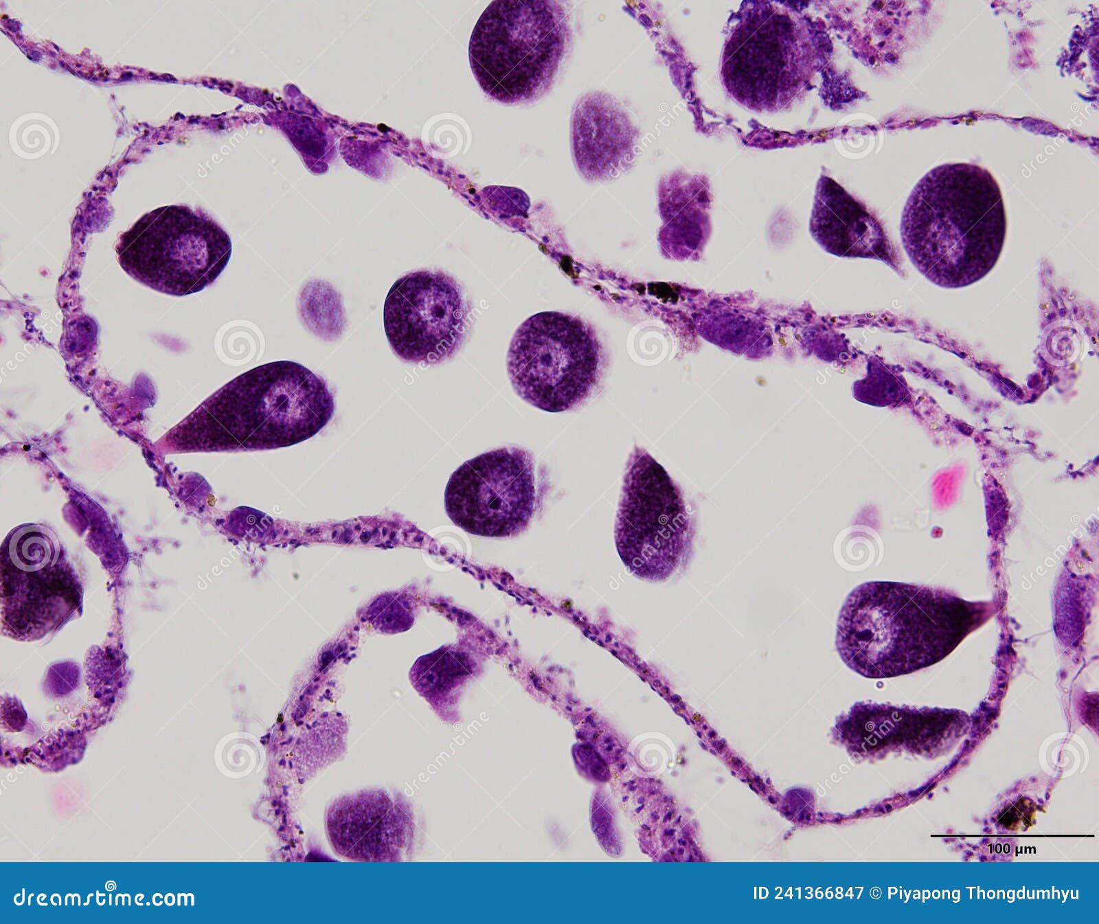 Animal Tissue Samples Under the Microscope. Stock Image - Image of ...