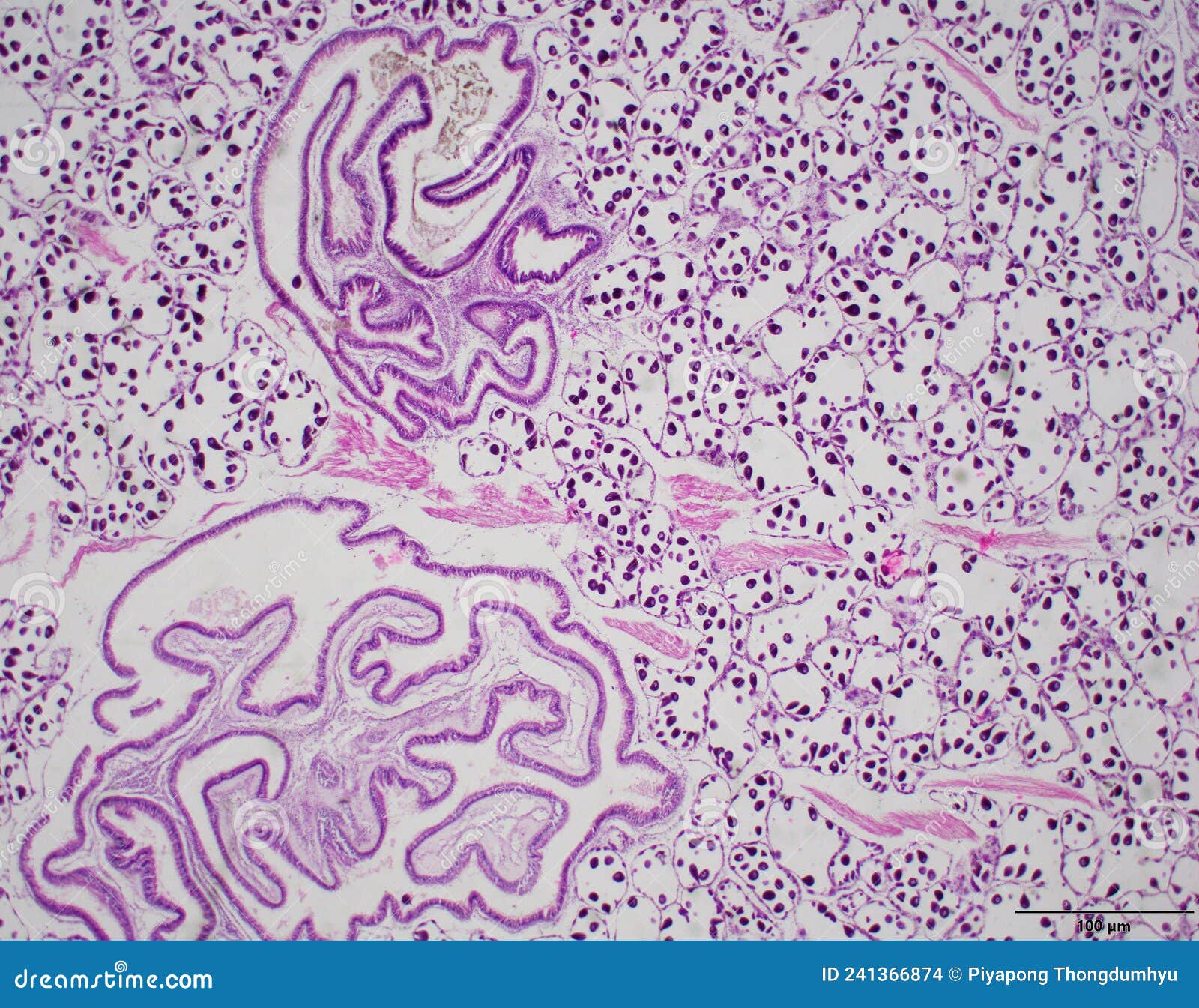 Animal Tissue Samples Under the Microscope. Stock Photo - Image of ...
