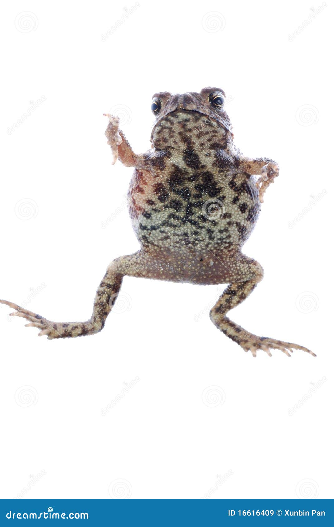 Toy Toad Or Frog. Realistic Plastic Toy Of A Toad With Its Tongue Out ...