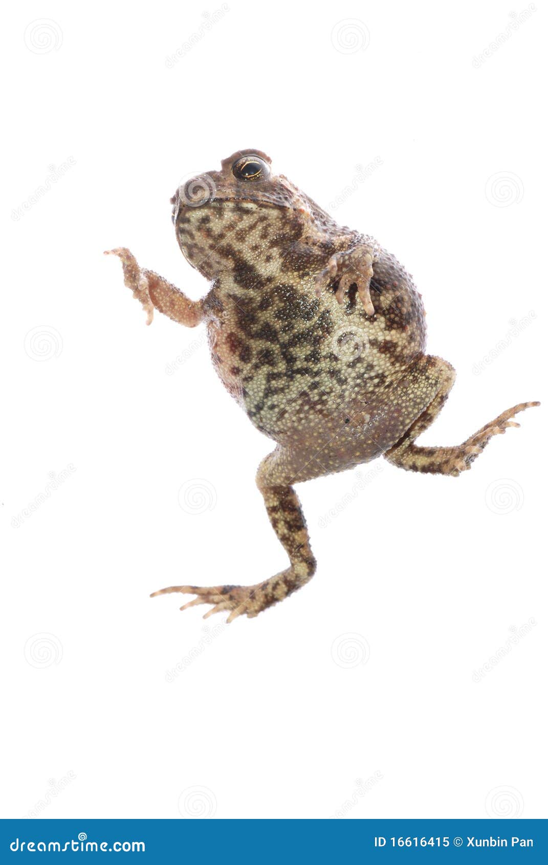 Toy Toad Or Frog. Realistic Plastic Toy Of A Toad With Its Tongue Out ...