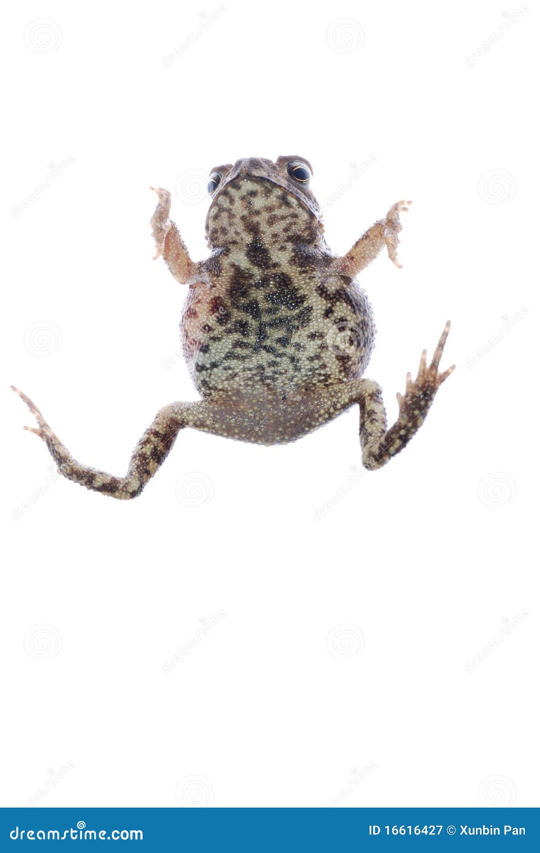 Toy Toad Or Frog. Realistic Plastic Toy Of A Toad With Its Tongue Out ...