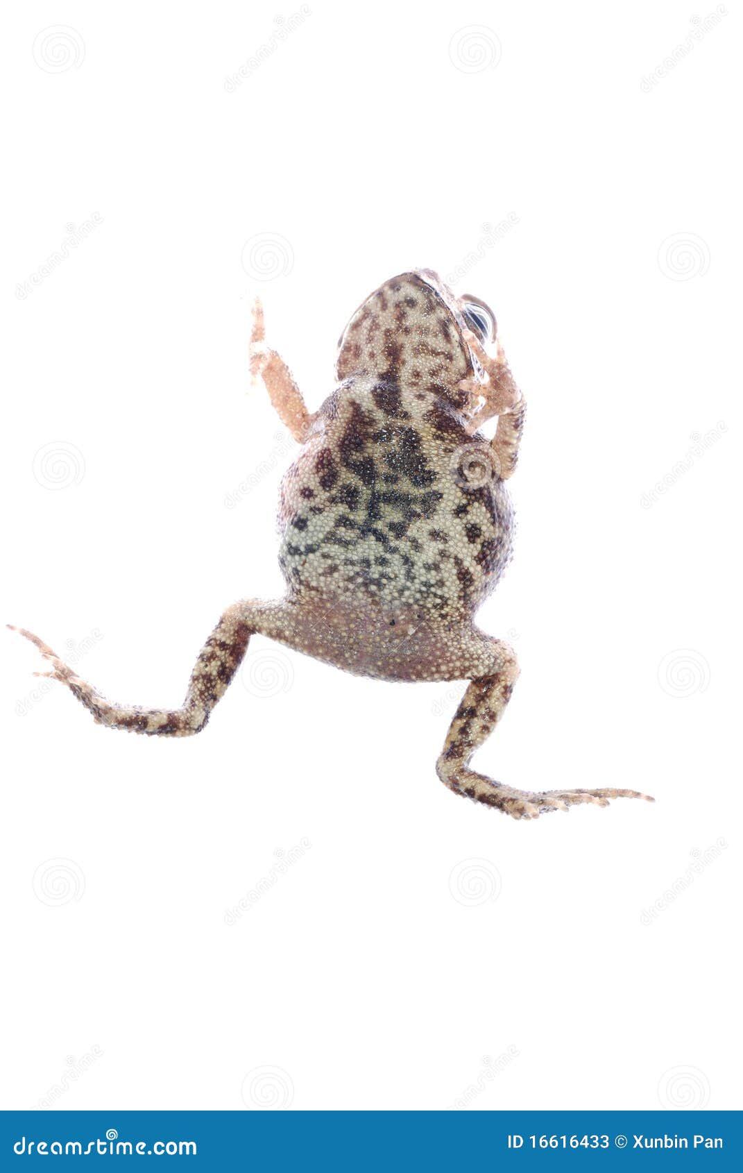 Toy Toad Or Frog. Realistic Plastic Toy Of A Toad With Its Tongue Out ...