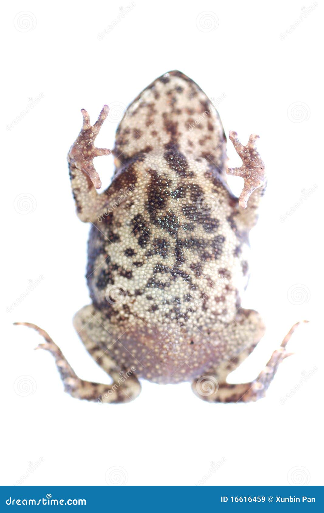 Toy Toad Or Frog. Realistic Plastic Toy Of A Toad With Its Tongue Out ...
