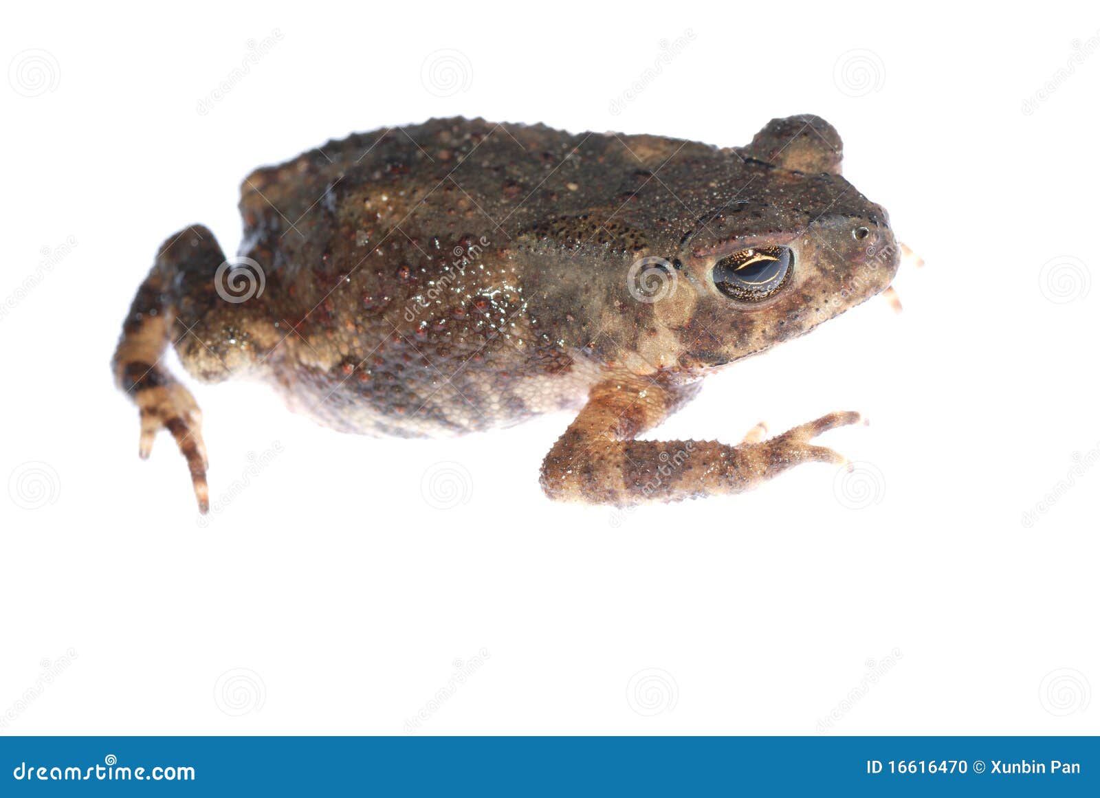 Toad Frog Contemplates A River That Has Dried Up Toad Looks At Its ...