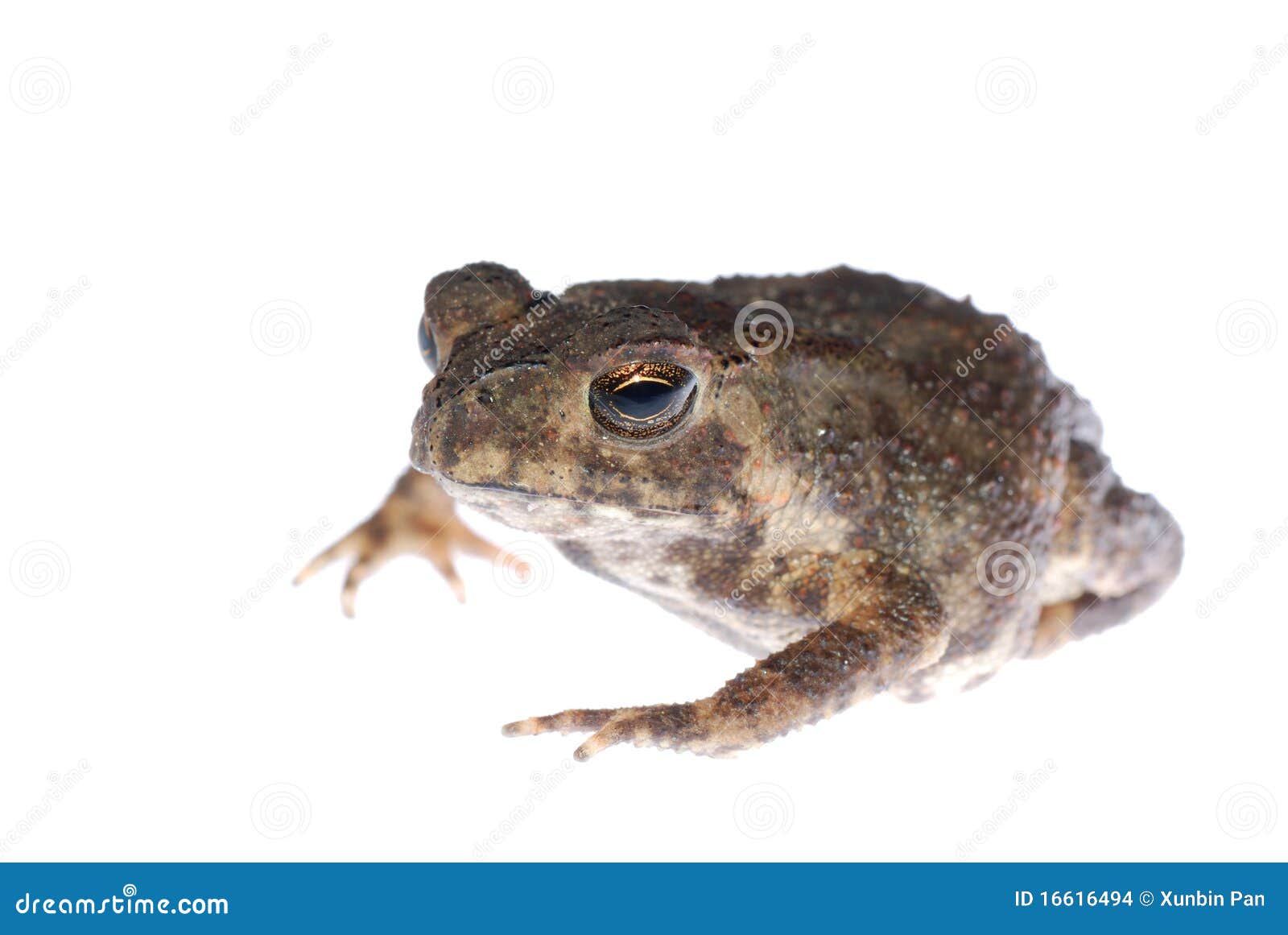 Toy Toad Or Frog. Realistic Plastic Toy Of A Toad With Its Tongue Out ...