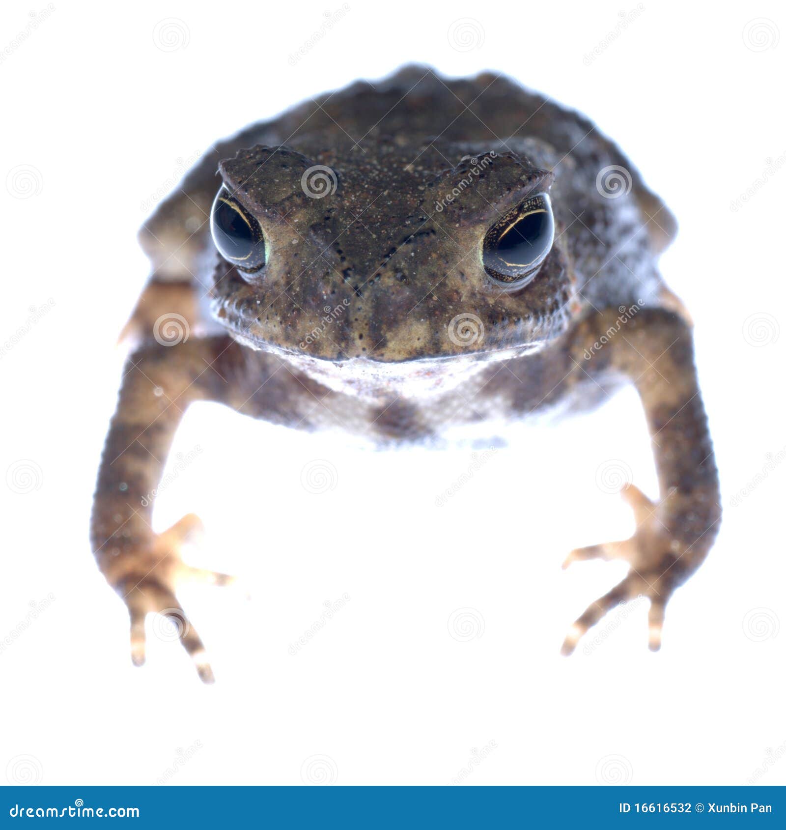 Animal toad frog stock photo. Image of frog, color, common - 16616532