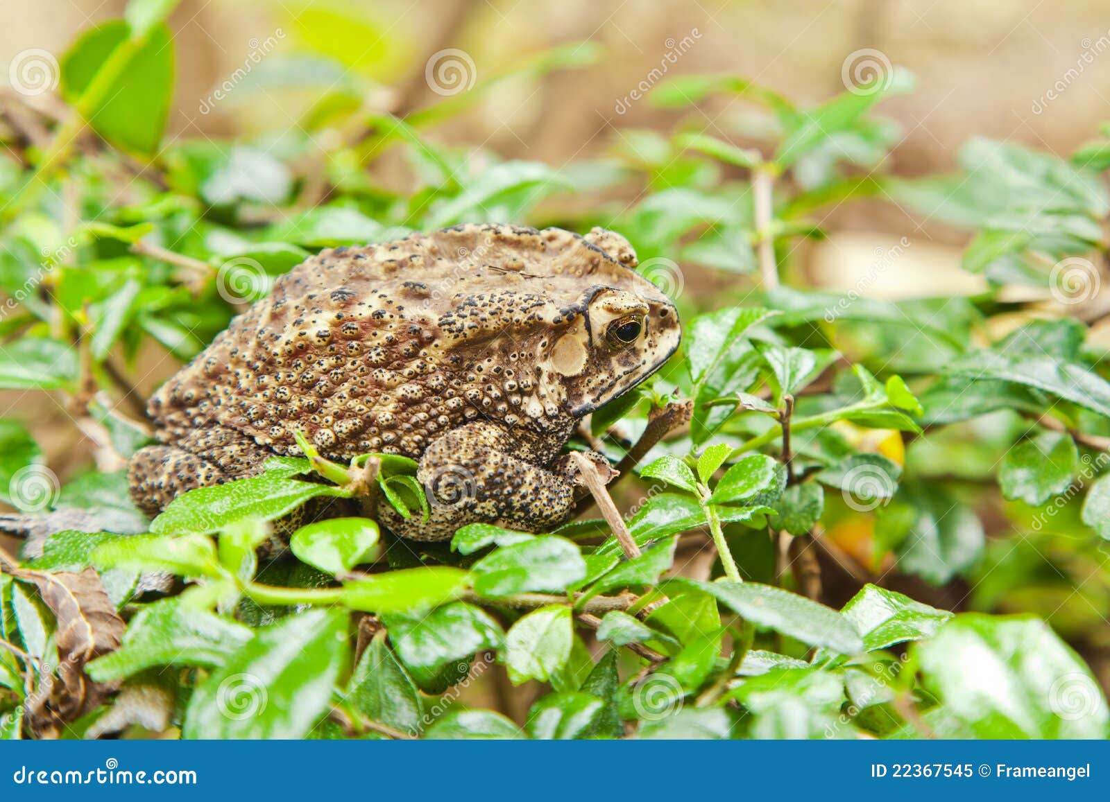 Animal, Toad on Grass Field Stock Image - Image of grass, close: 22367545