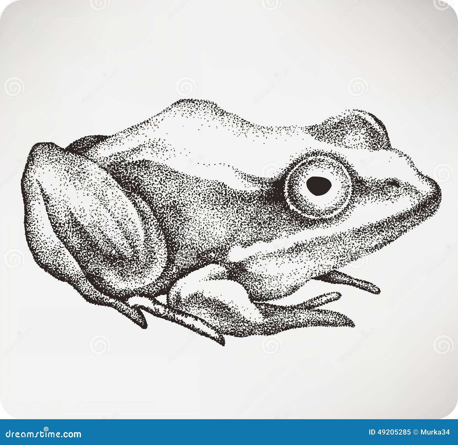 Animal Toad, Hand-drawing. Vector Illustration Stock Vector ...