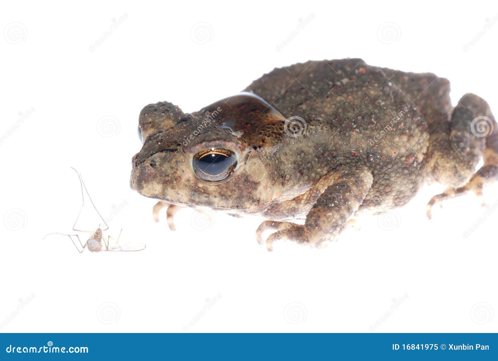Animal Toad Look at Mosquito Bug Stock Image - Image of toad, bufo ...