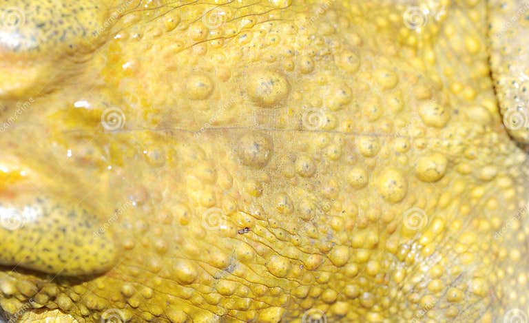 Animal toad skin texture stock image. Image of foot, conservation ...