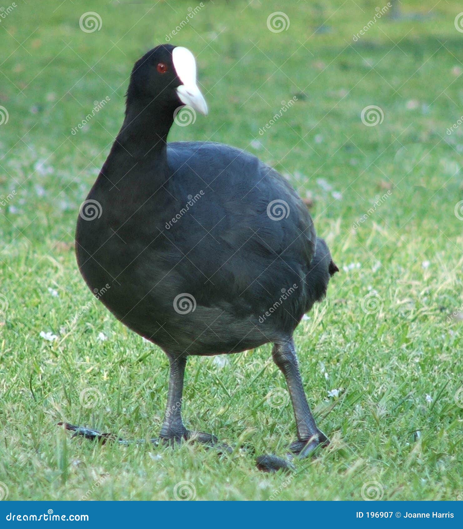 Animal Tourte Photos Stock - Téléchargez 3,006 Photos libres de droits