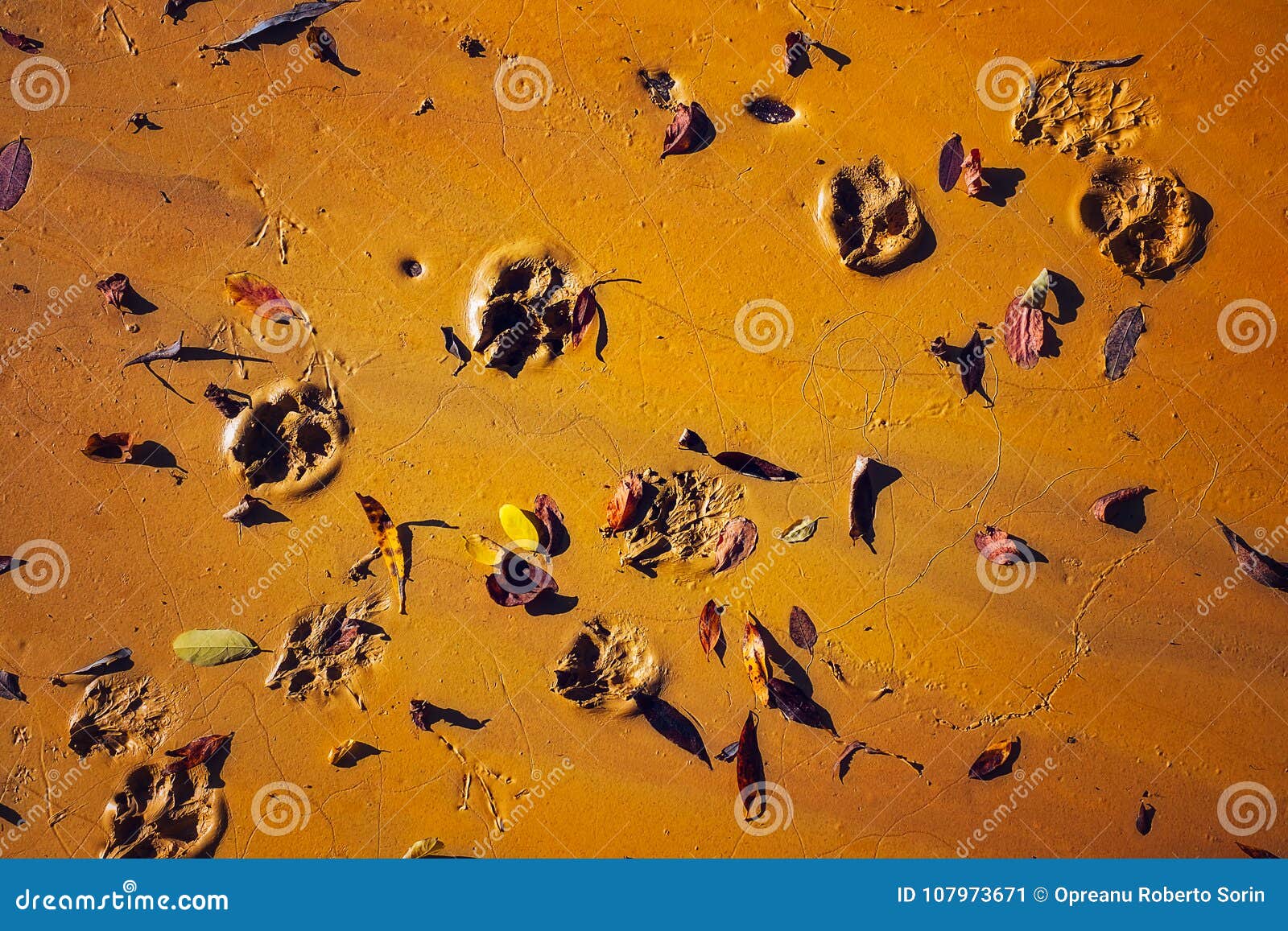 Animal Traces in Golden Mud Stock Image - Image of tiger, autumn: 107973671