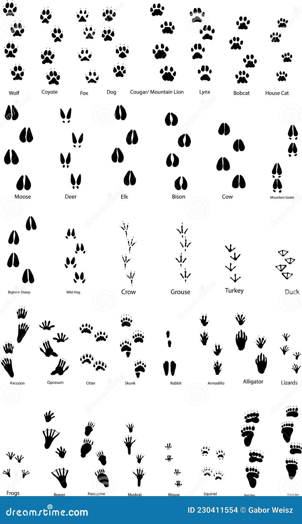 Animal Footprints With Names