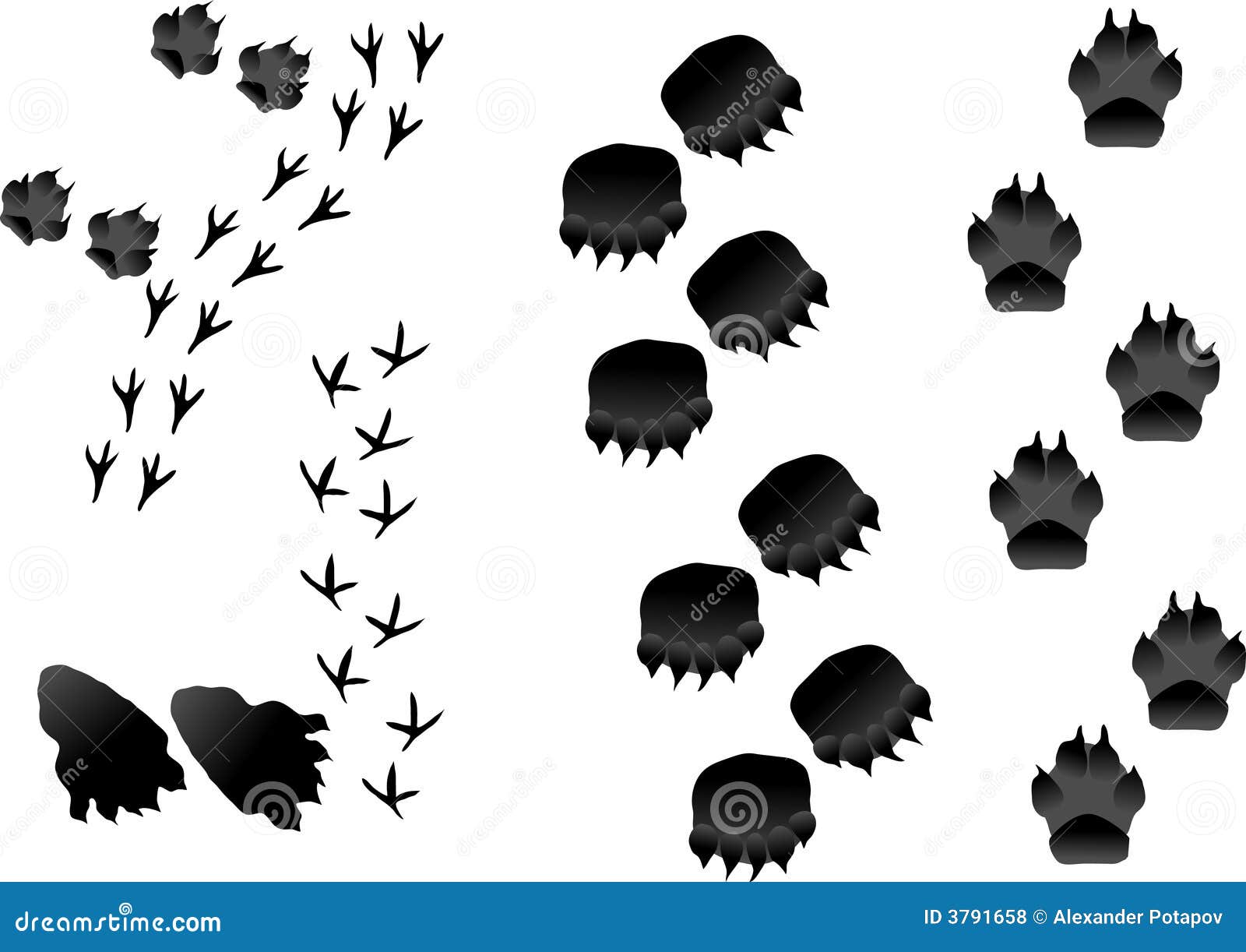 Animal tracks stock vector. Illustration of tracing, footpath - 3791658