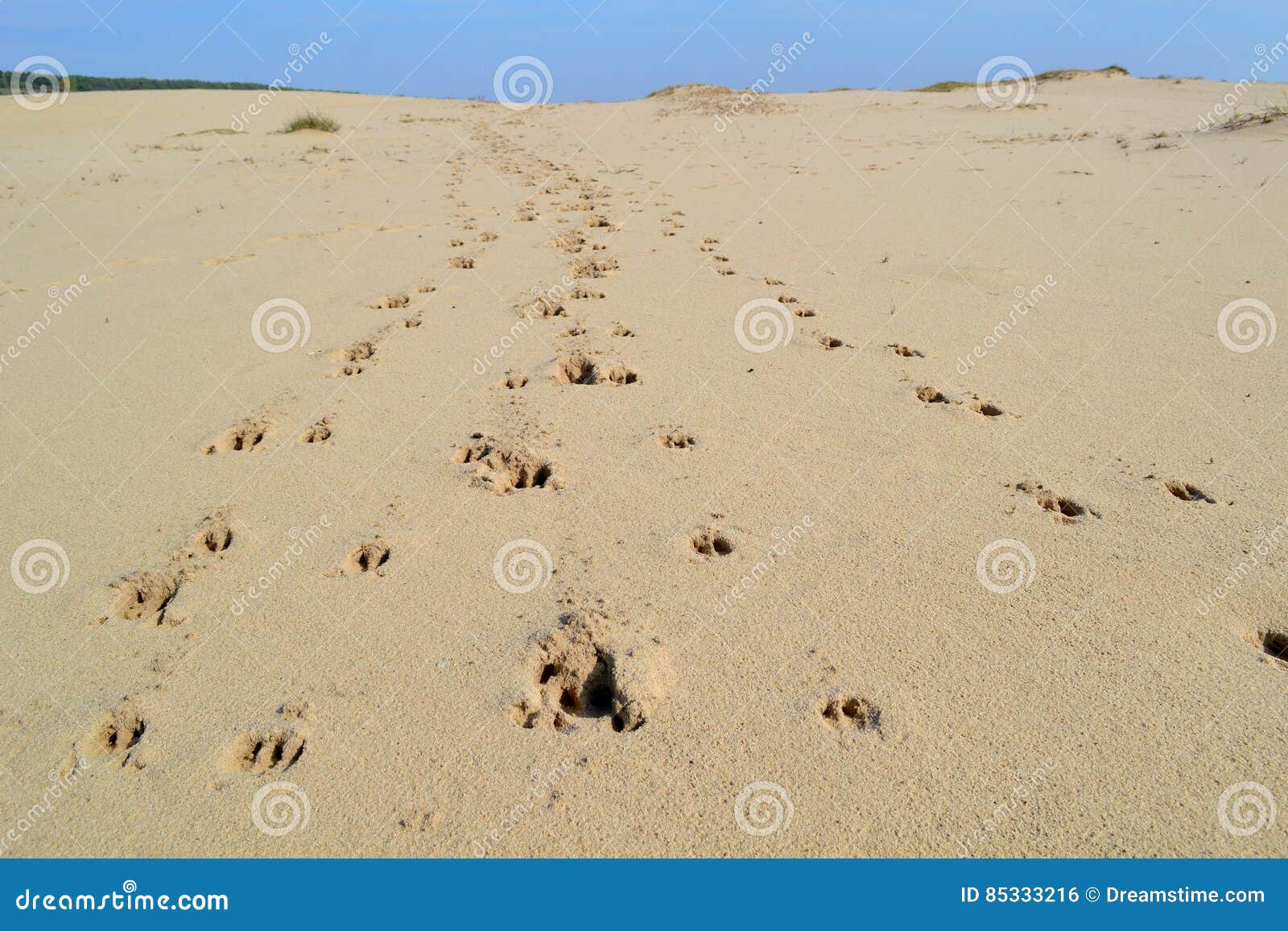 Animal Tracks in the Desert Stock Photo - Image of nature, purity: 85333216