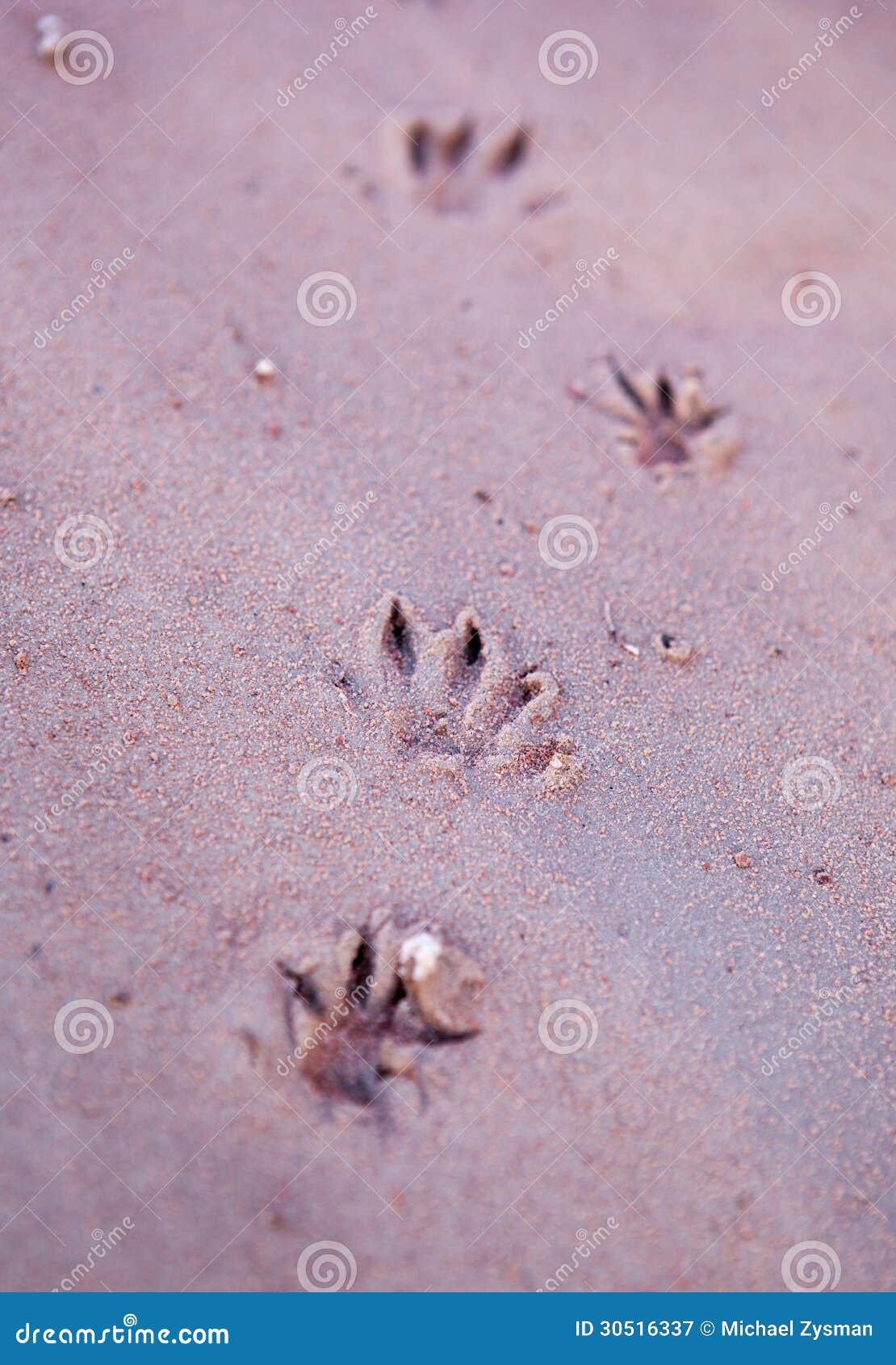 Animal tracks stock image. Image of claws, sand, tracking - 30516337