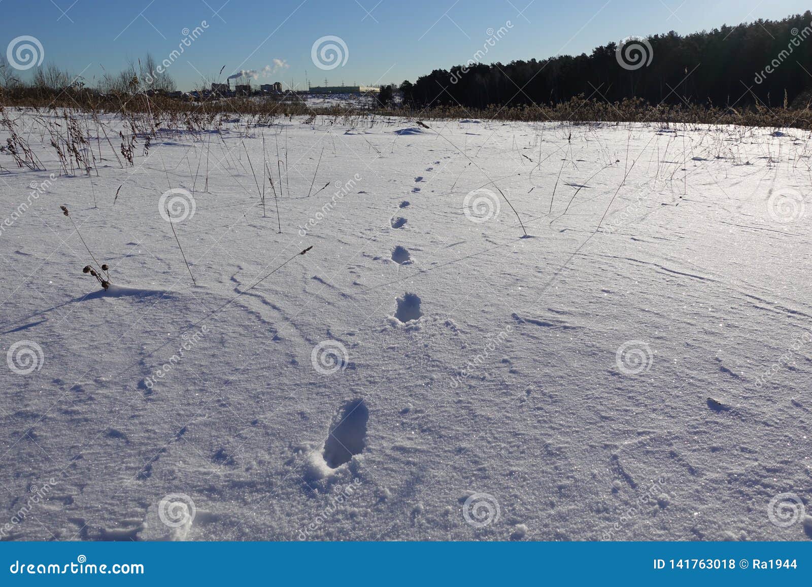 Chain of Animal Tracks in Fresh Snow Stock Photo - Image of nature ...