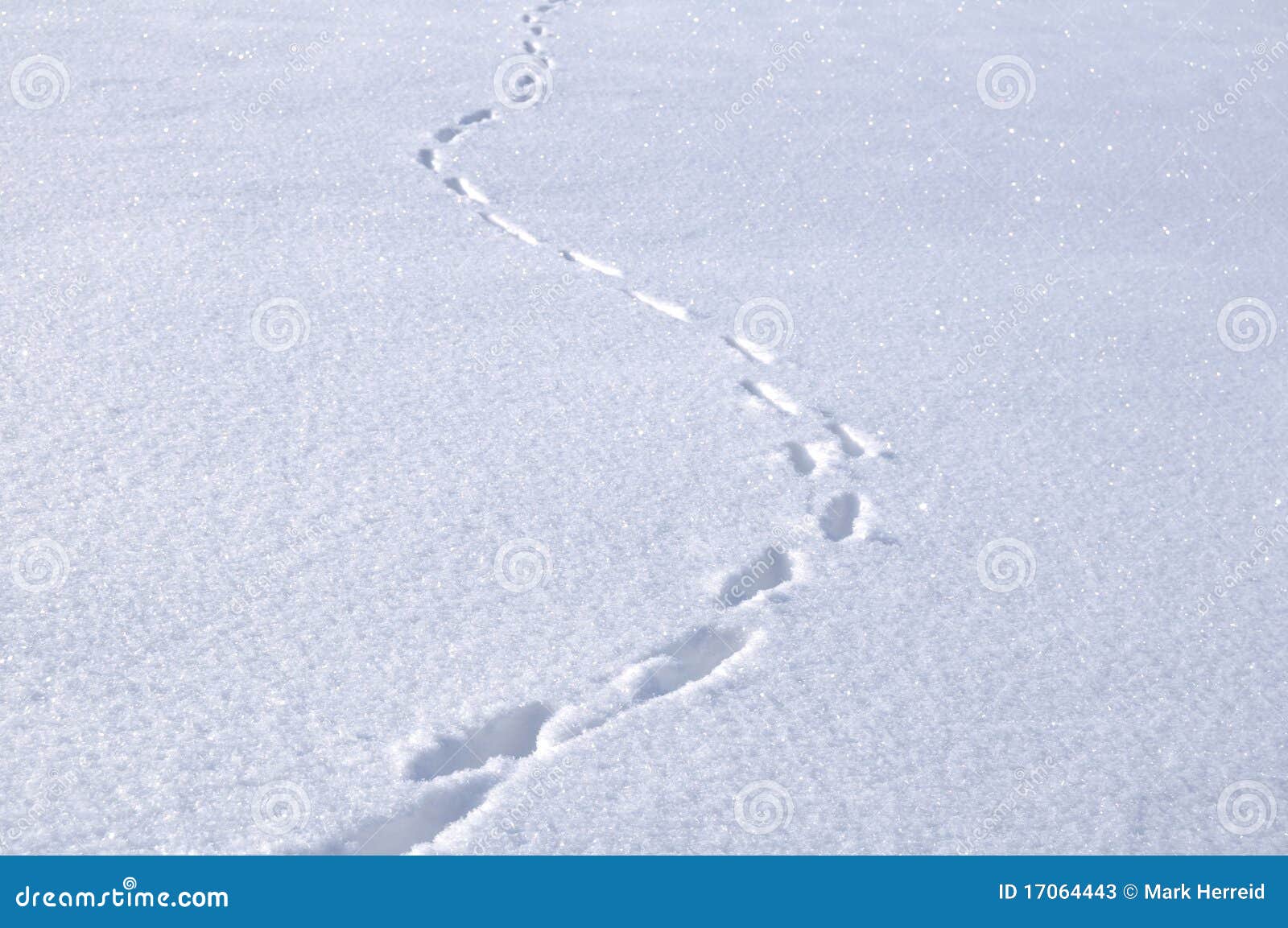 Animal Tracks In The Snow Stock Photo | CartoonDealer.com #29693790