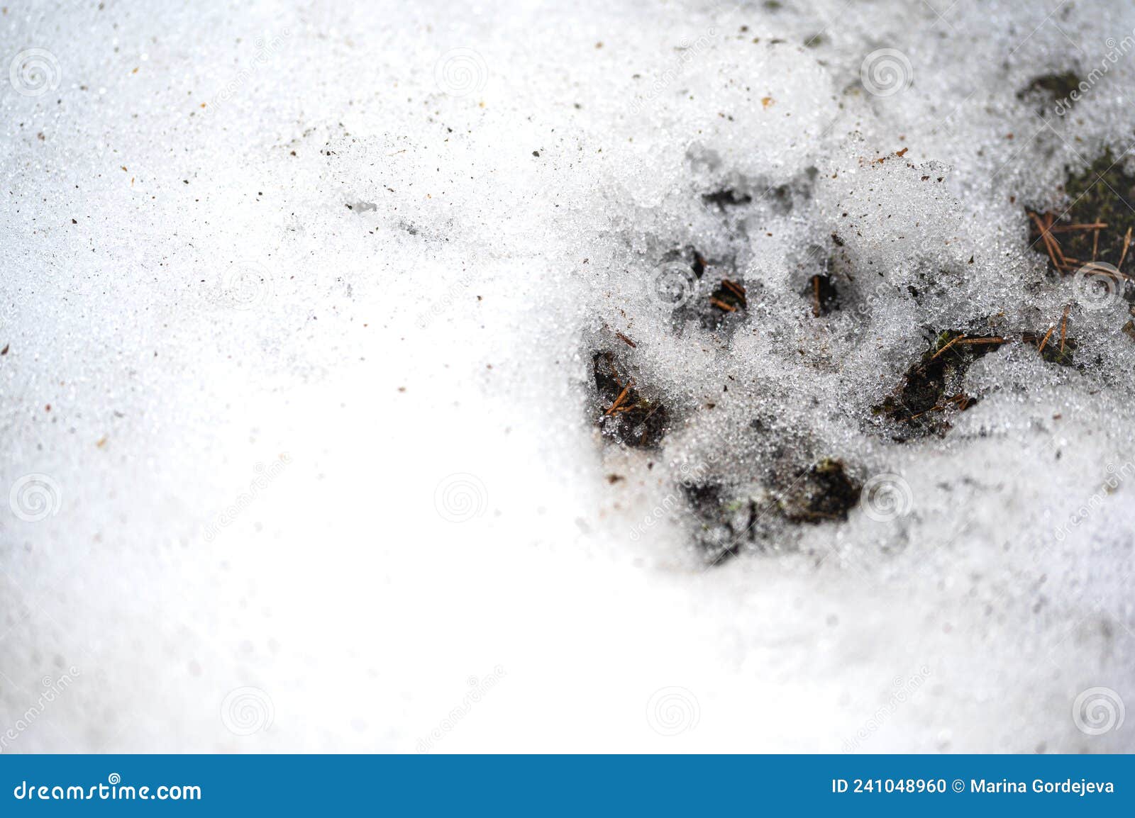 Animal Tracks in the Snow. Footprint of a Predator in Winter Stock ...