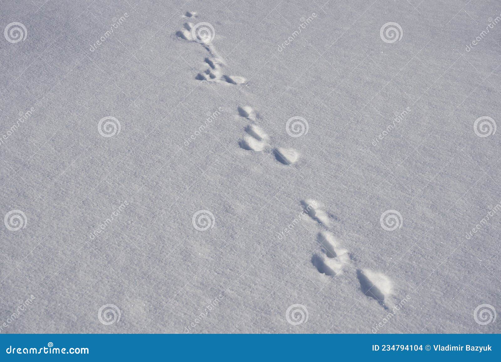 Animal Tracks in the Snow,hare Tracks in Winter in the Snow Stock Photo ...