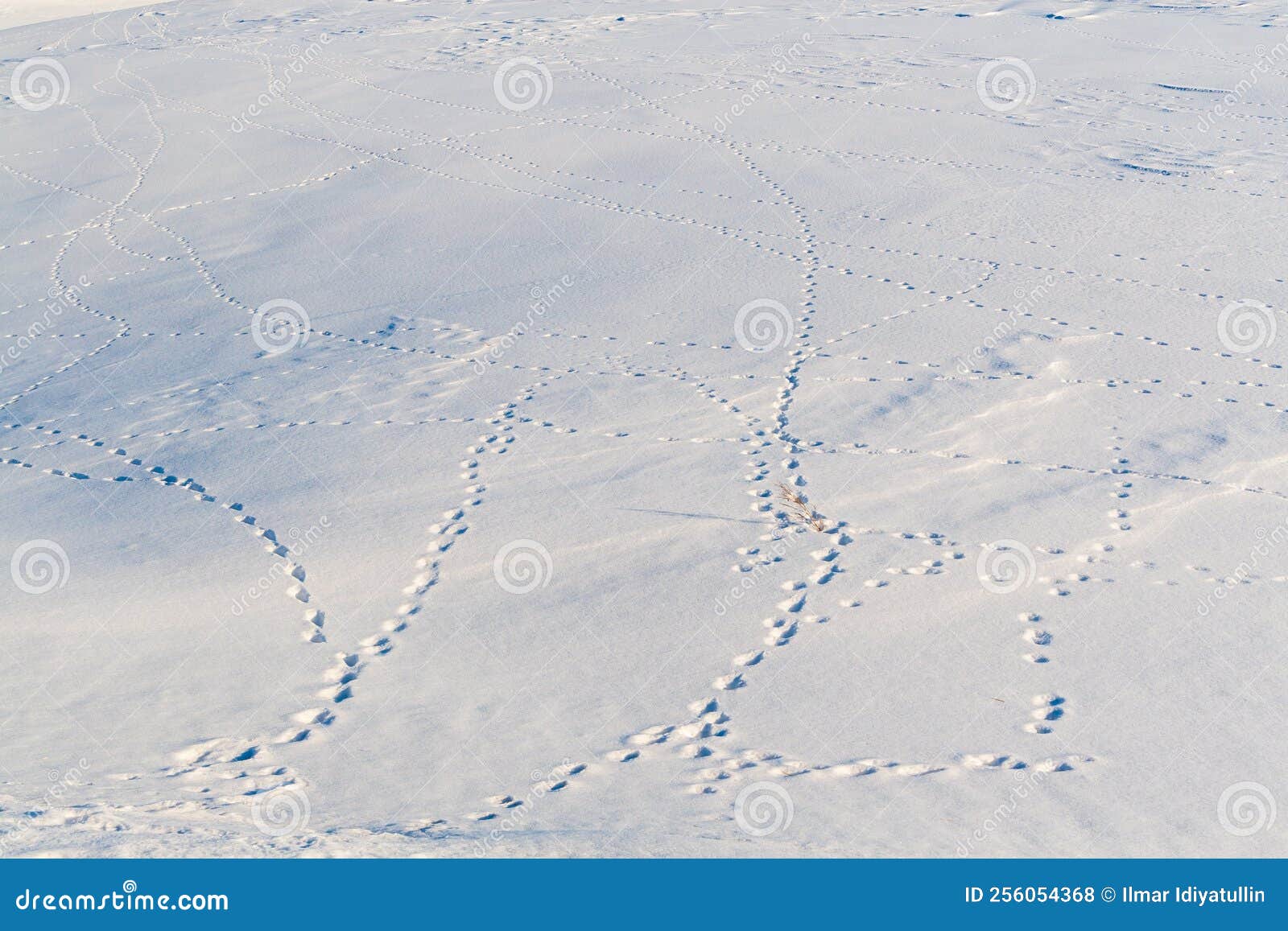 Animal Tracks in the Snow. Intertwined Footprints of Wild Animals in ...