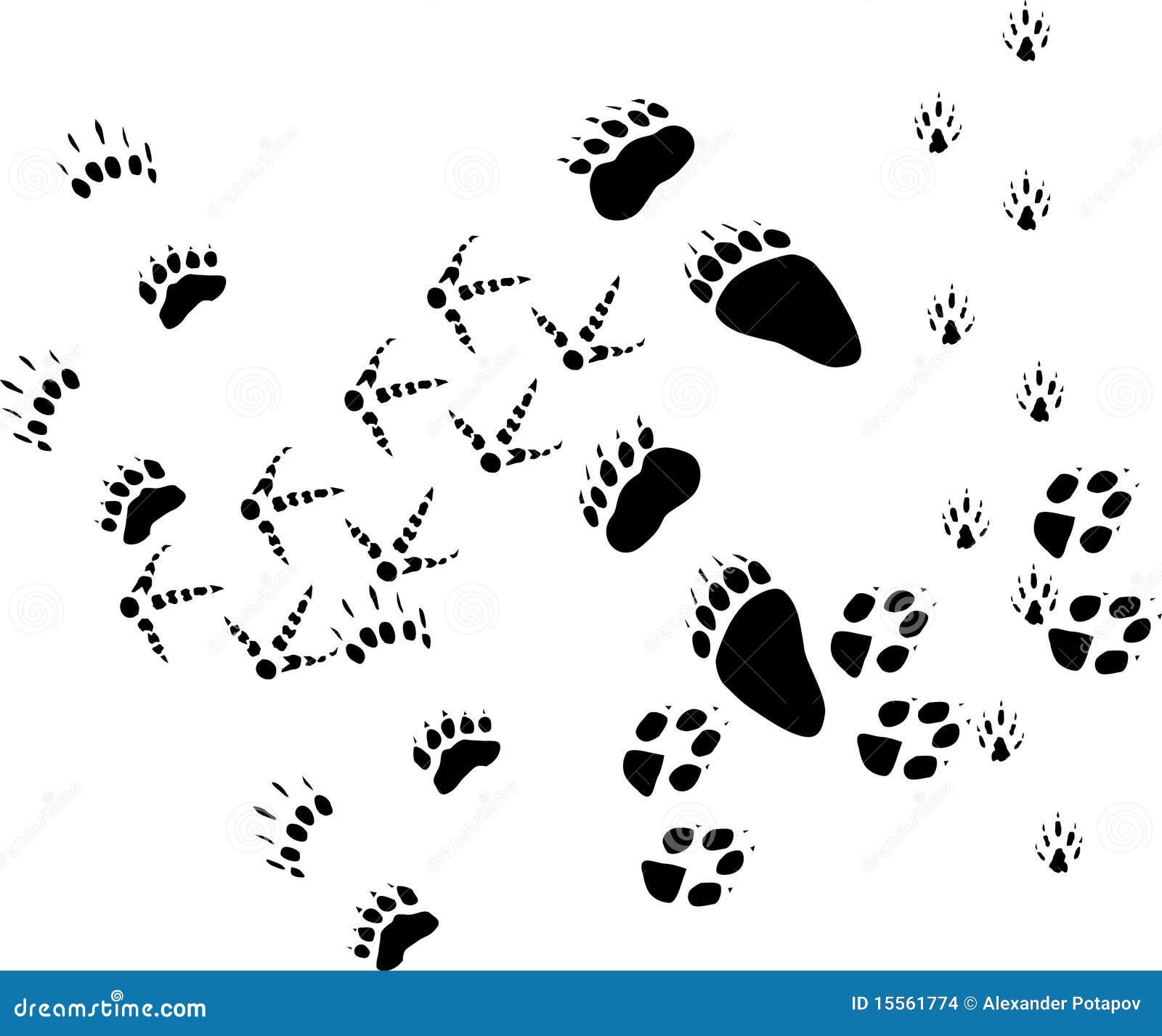 Animal tracks on white stock vector. Illustration of cartoon - 15561774